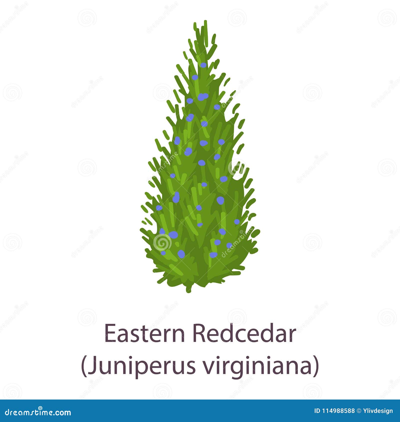 Cedar Icon. Trendy Modern Flat Linear Vector Cedar Icon On White ...