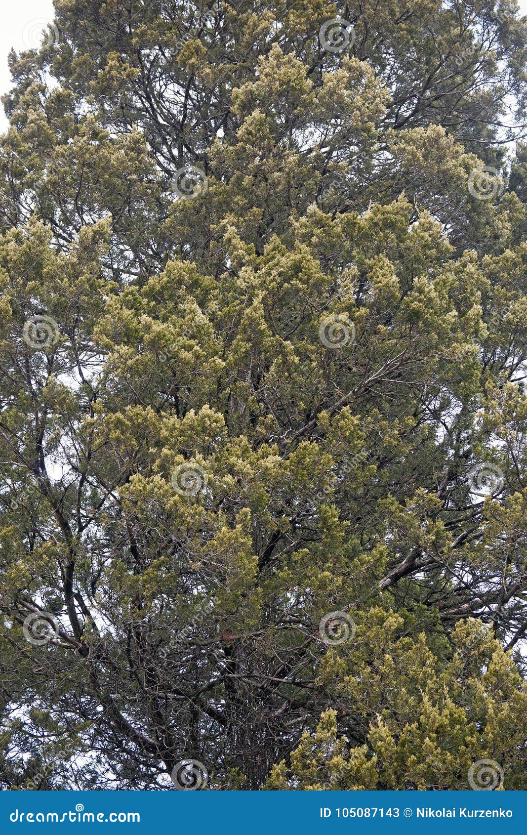 Red cedar tree stock image. Image of aromatic, juniperus - 105087143