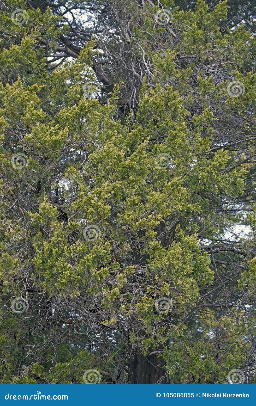 Red cedar stock image. Image of virginian, juniperus - 105086855