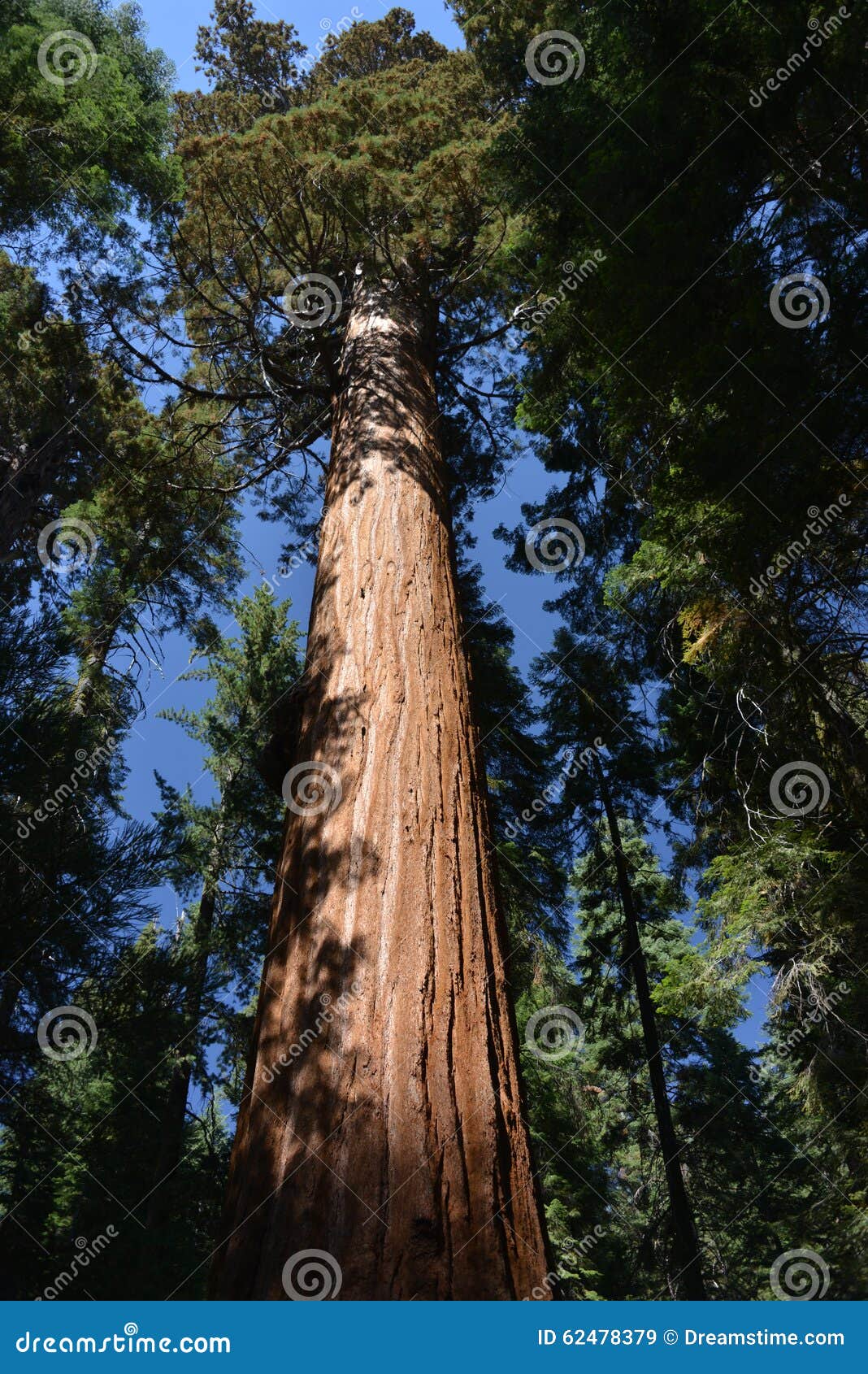 Red cedar tree stock image. Image of america, forest - 62478379