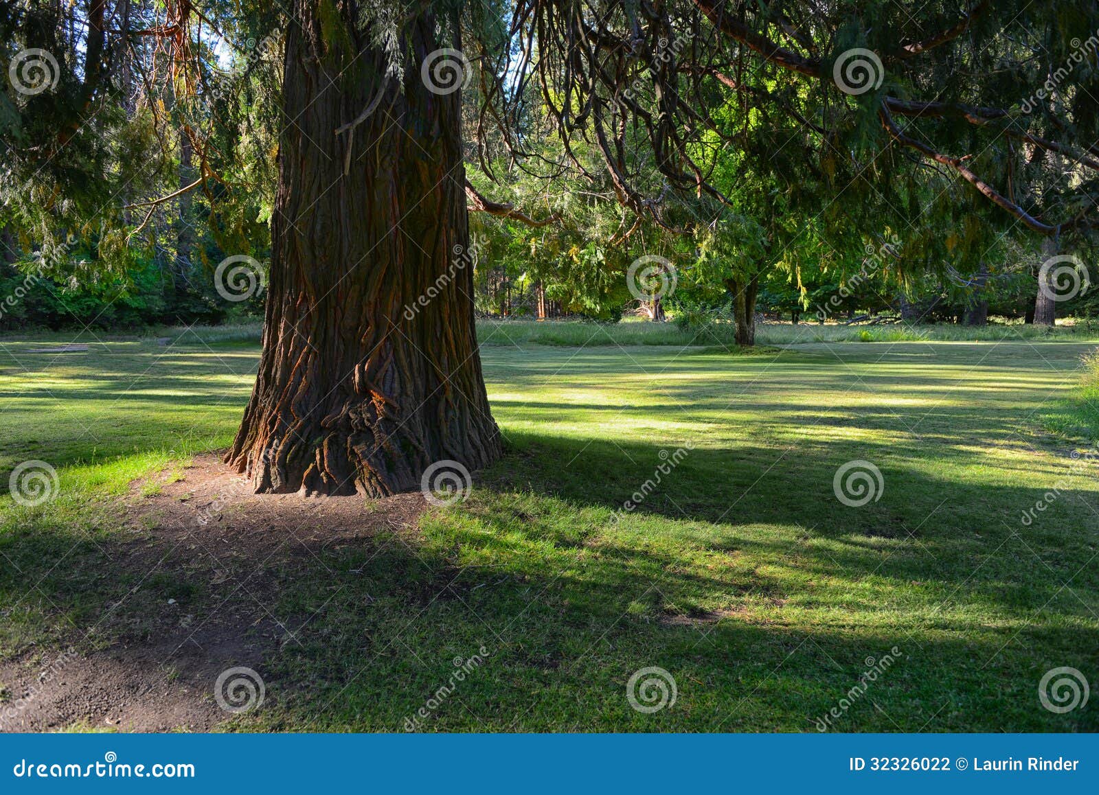 Red cedar Tree stock photo. Image of park, nevada, california - 32326022