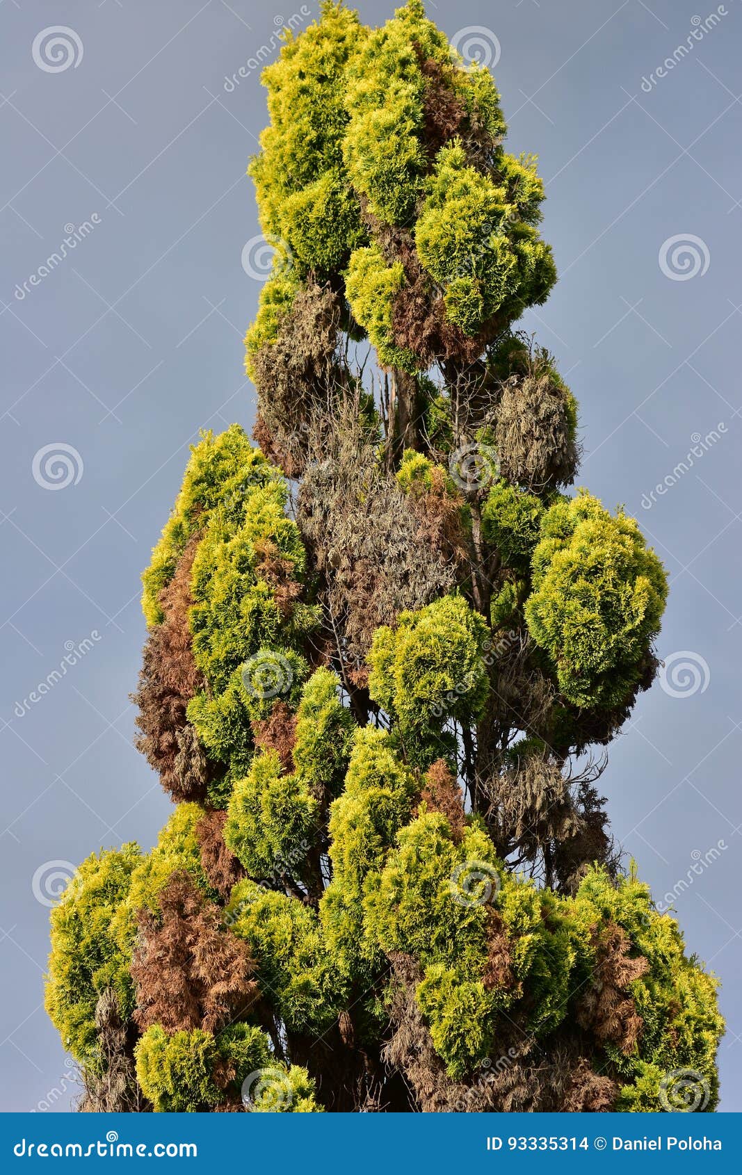 Red cedar tree top stock photo. Image of conifer, northwest - 93335314