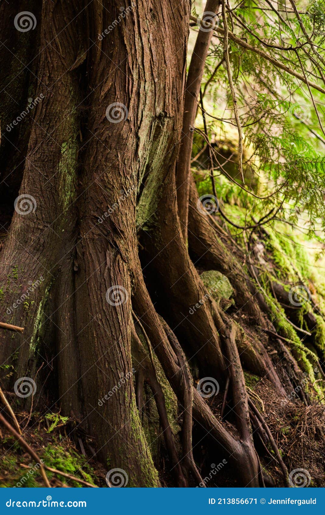 Red Cedar Tree Trunk and Roots Stock Image - Image of environment ...
