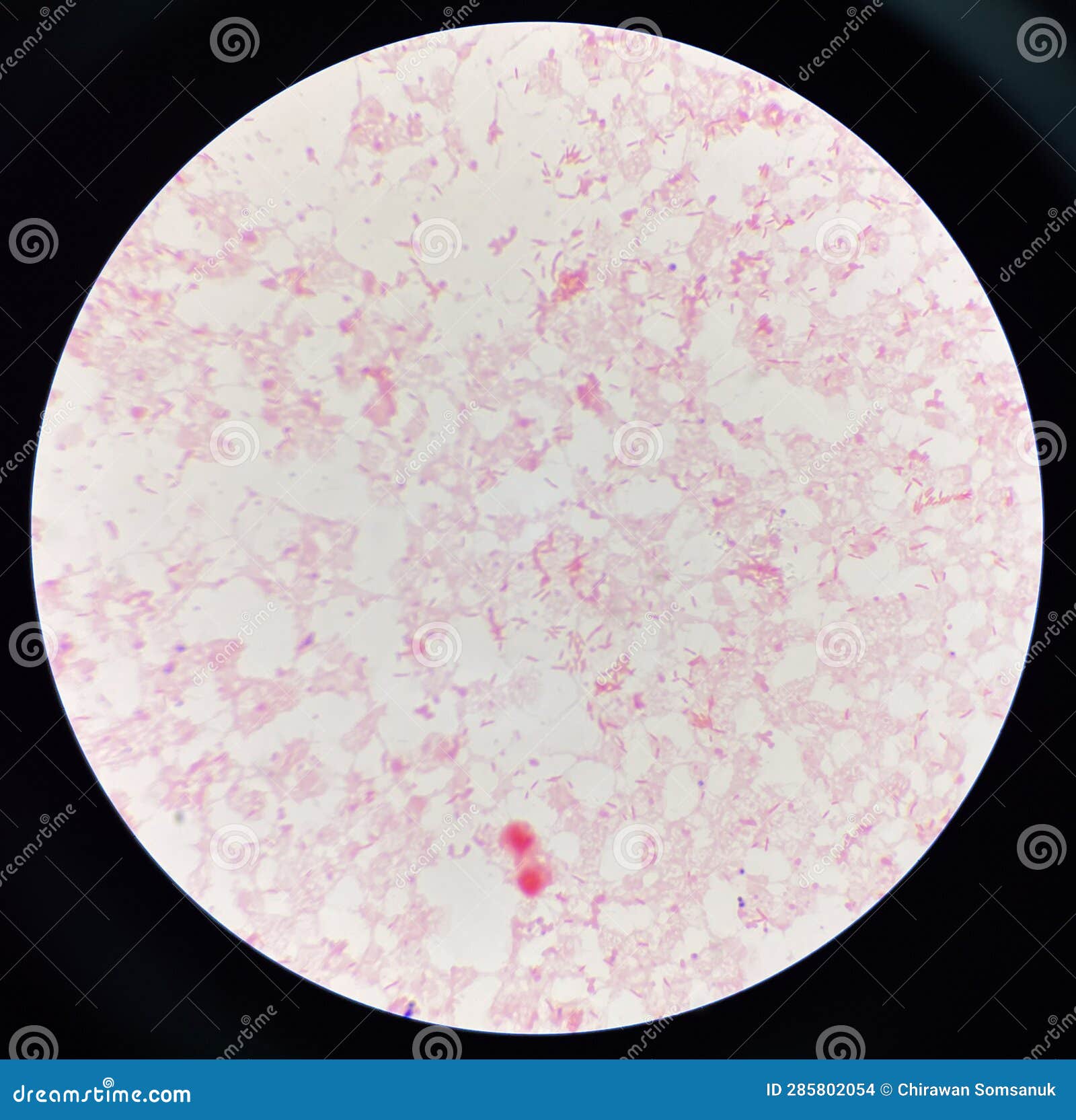 Laboratory Hemo Colture Royalty-Free Stock Photo | CartoonDealer.com ...