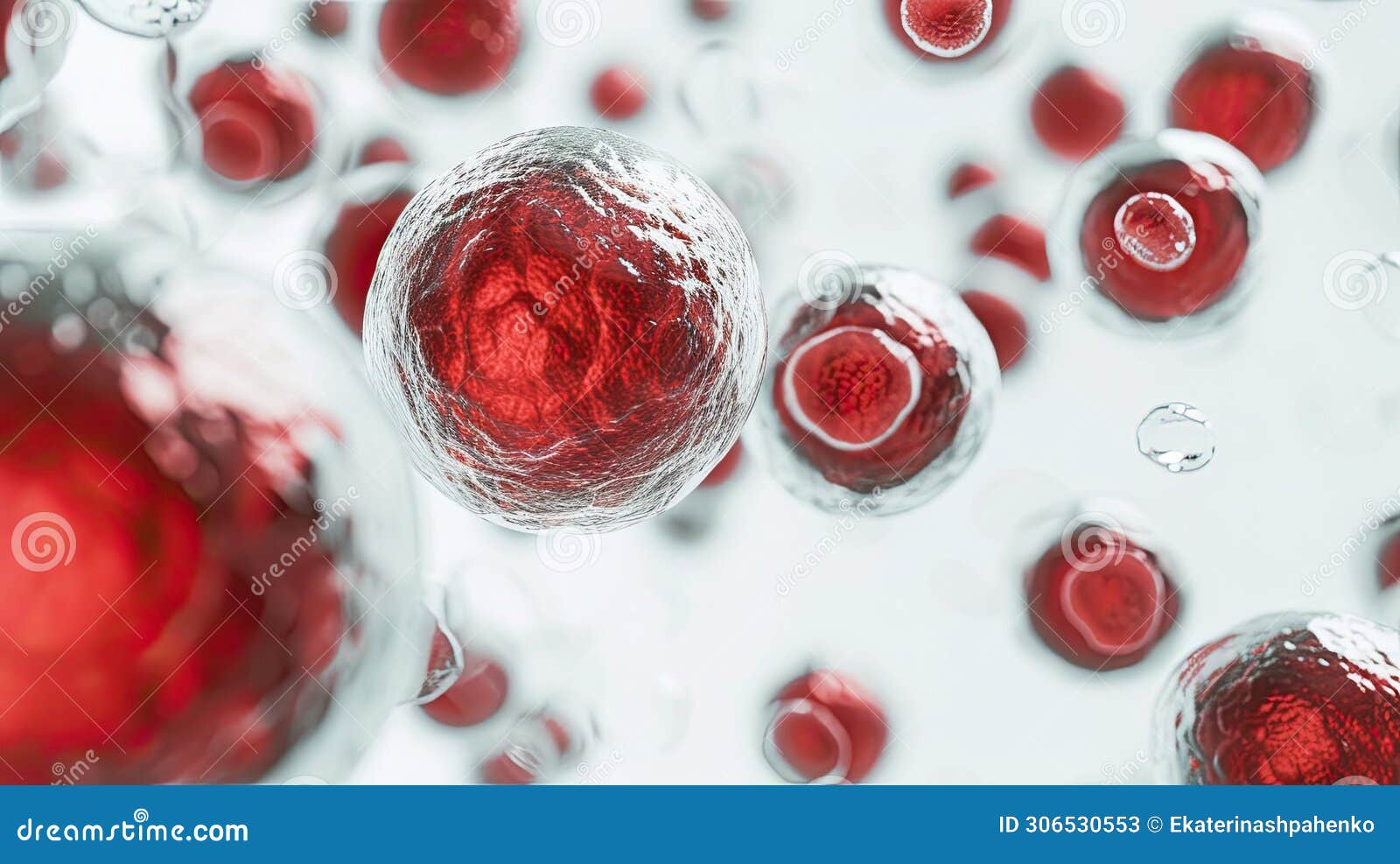 A Red Cell Surrounded by White Blood Cells Move through a Blood Vessel ...