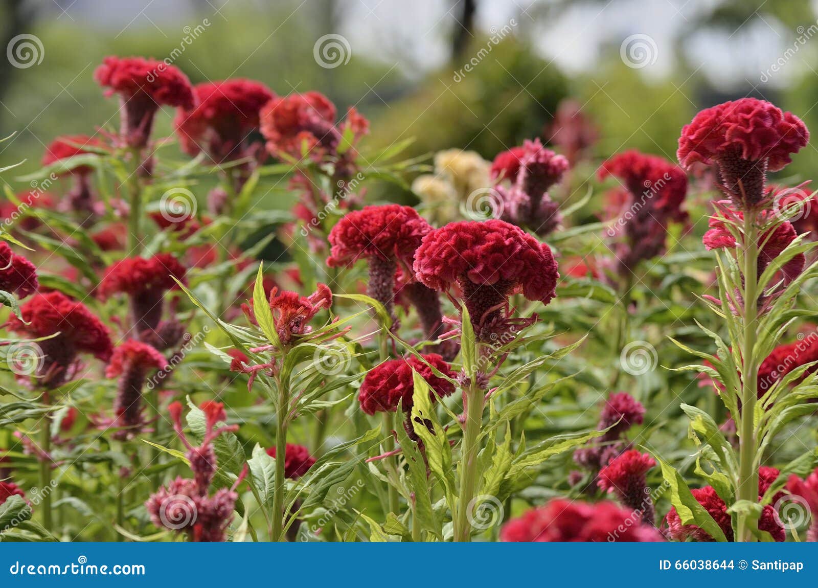 Celosia Cristata, Genus Celosia, Commonly Known As Cockscomb Royalty ...