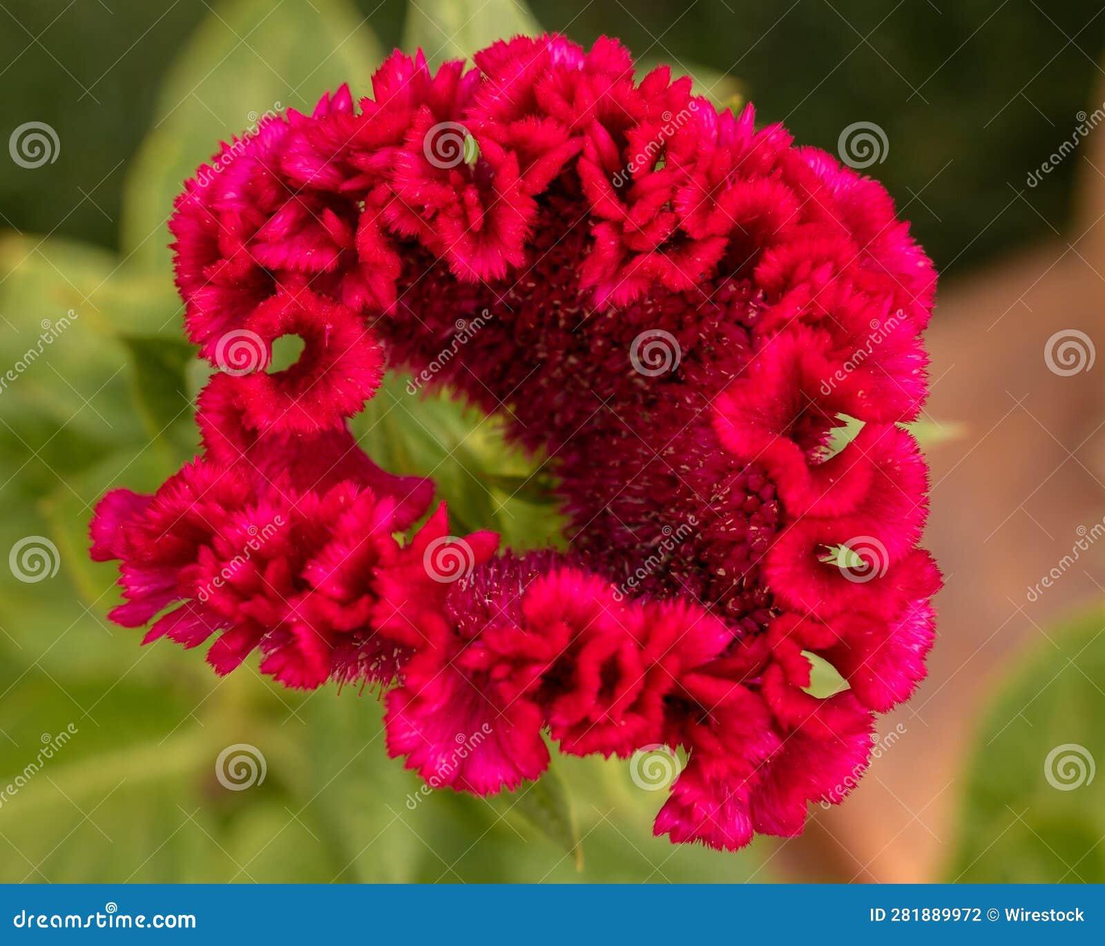 Red Celosia Flower in the Garden Stock Photo - Image of natural, botany ...
