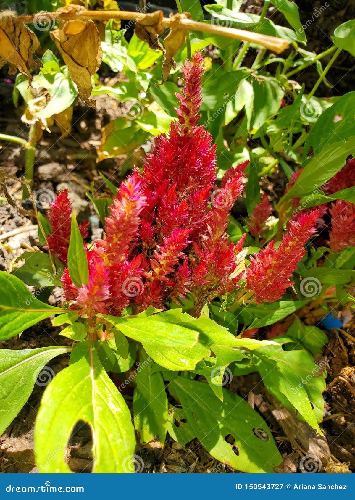 Red Celosia Plant stock image. Image of bright, garden - 150543727
