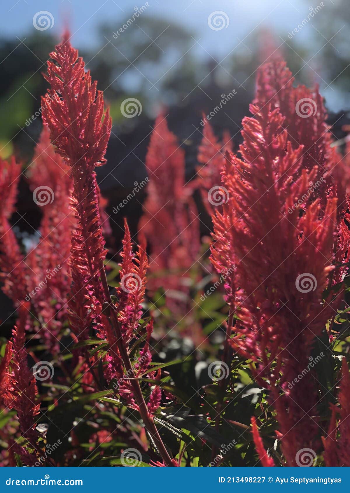 Red Celosia stock image. Image of plant, celosia, cockscomb - 213498227