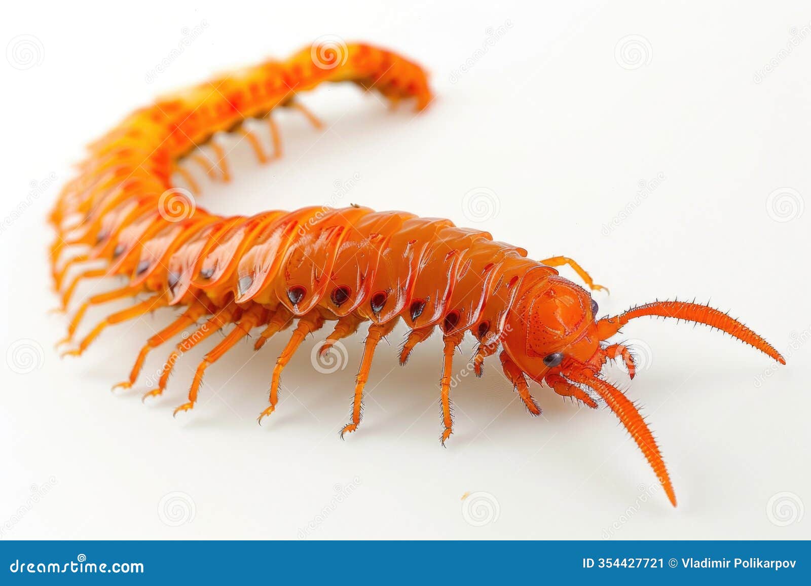 A Red Centipede Crawling on a White Surface. Suitable for Educational ...