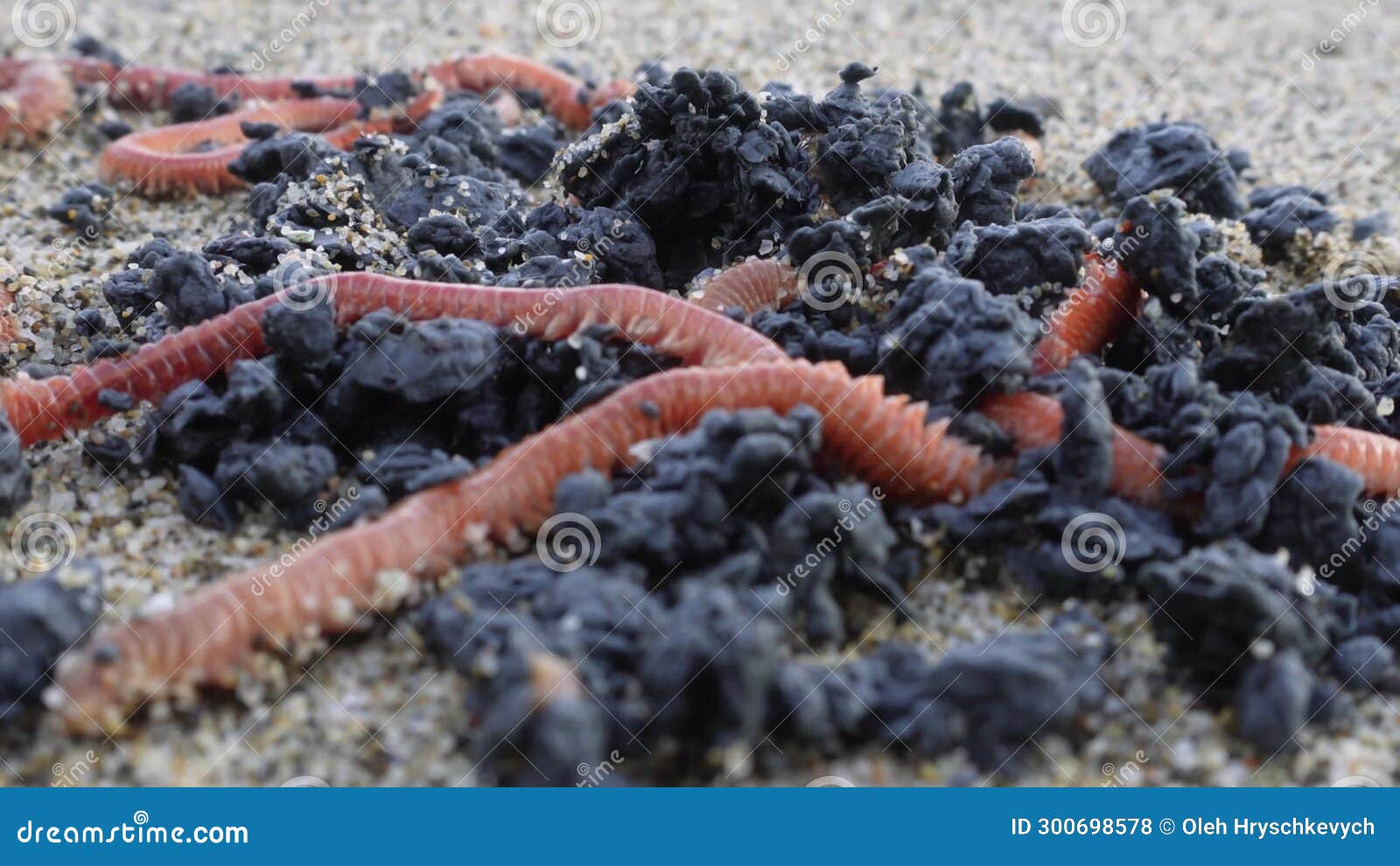 Red centipede stock footage. Video of legs, outdoor - 300698578