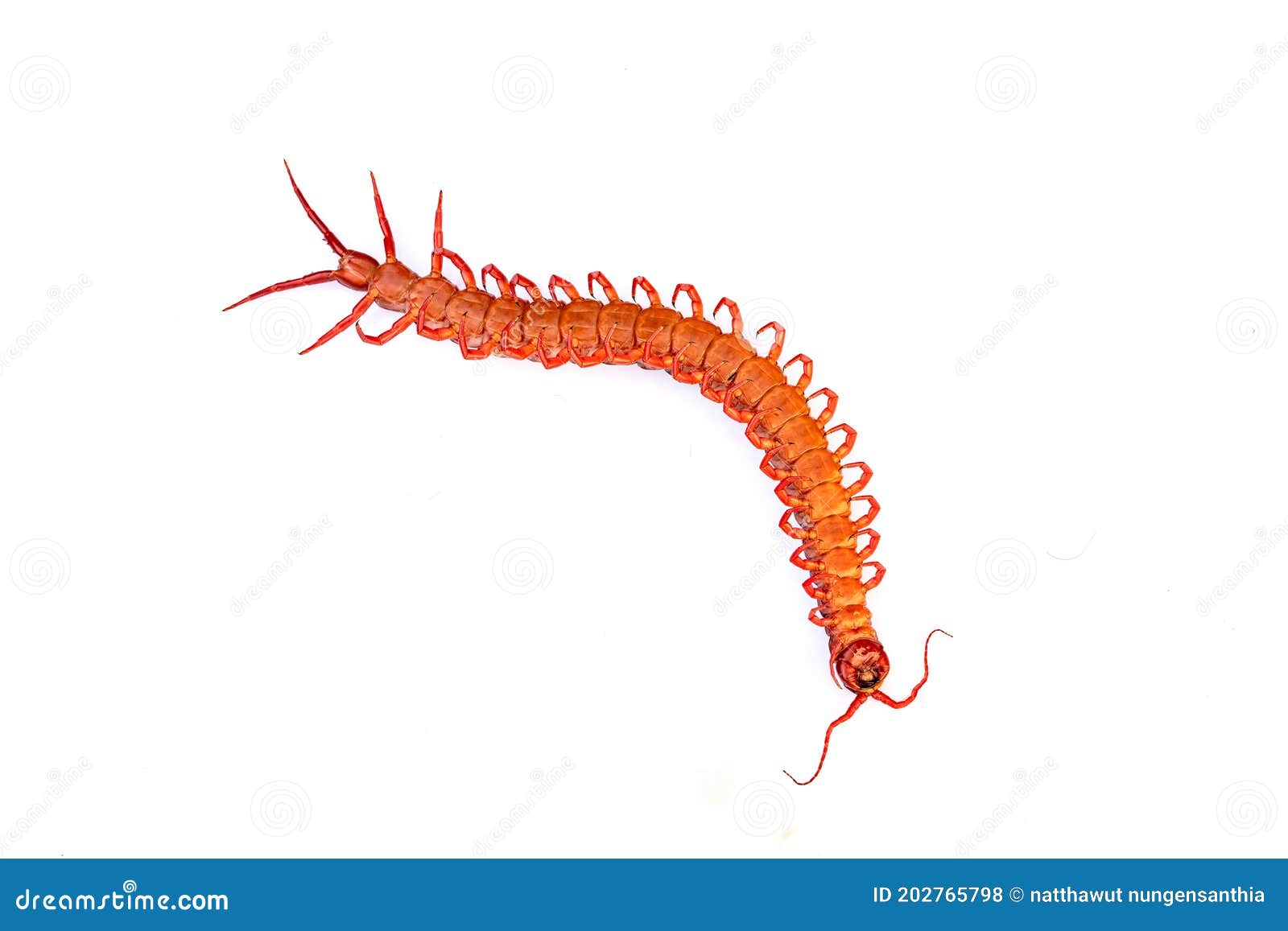 Red Centipede Isolated White Background Stock Photo - Image of ...