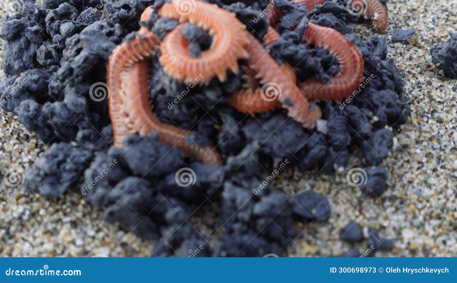 Red centipede stock video. Video of ecology, dangerous - 300698973