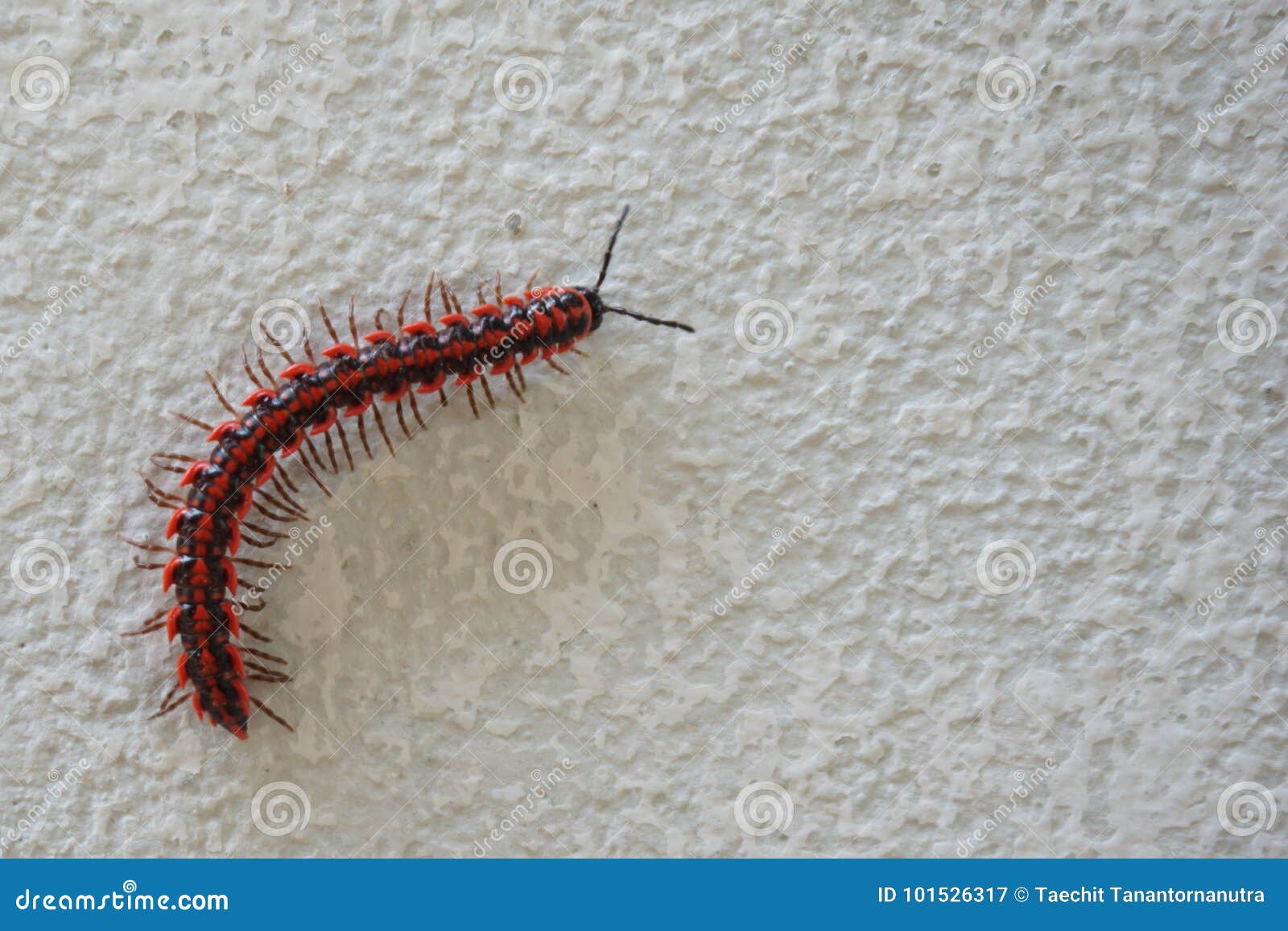 Red Centipedes insect stock image. Image of life, brown - 101526317