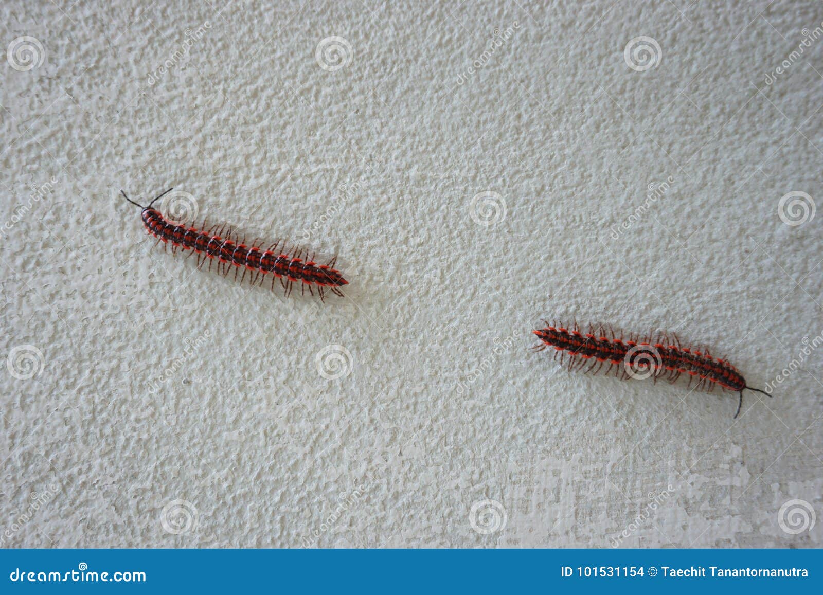 Red Centipedes insect stock photo. Image of creature - 101531154
