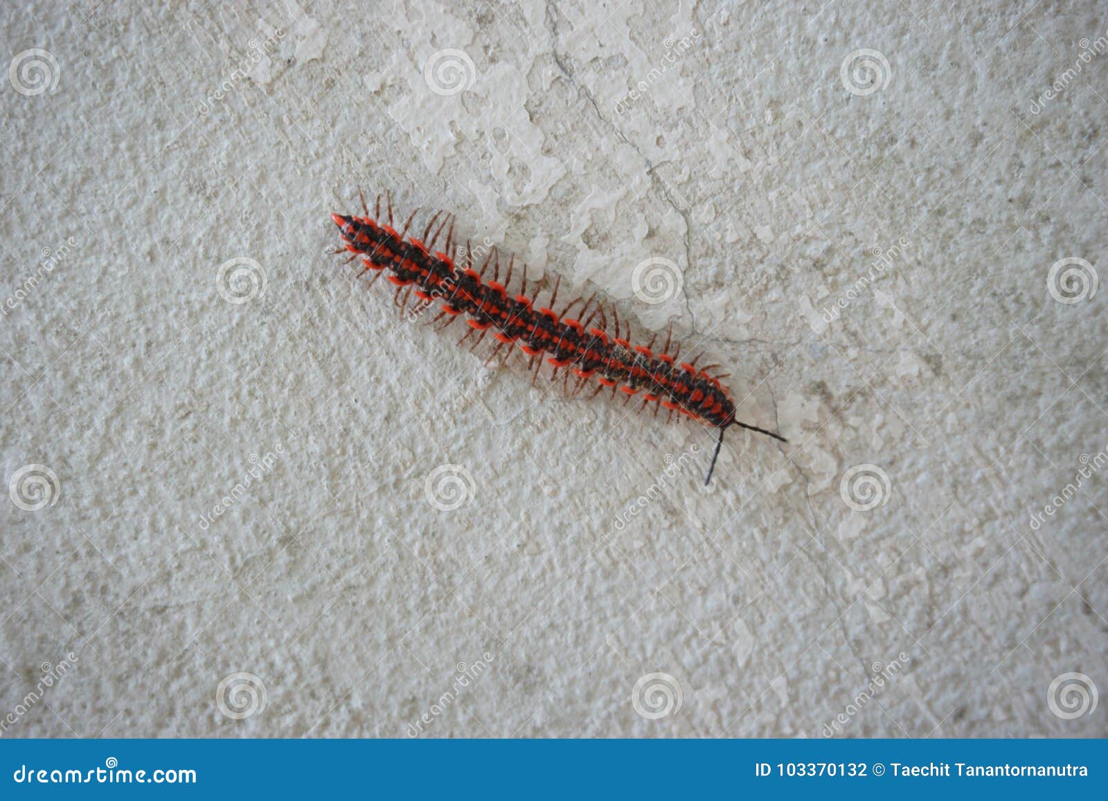 Red Centipedes insect stock photo. Image of asia, nature - 103370132