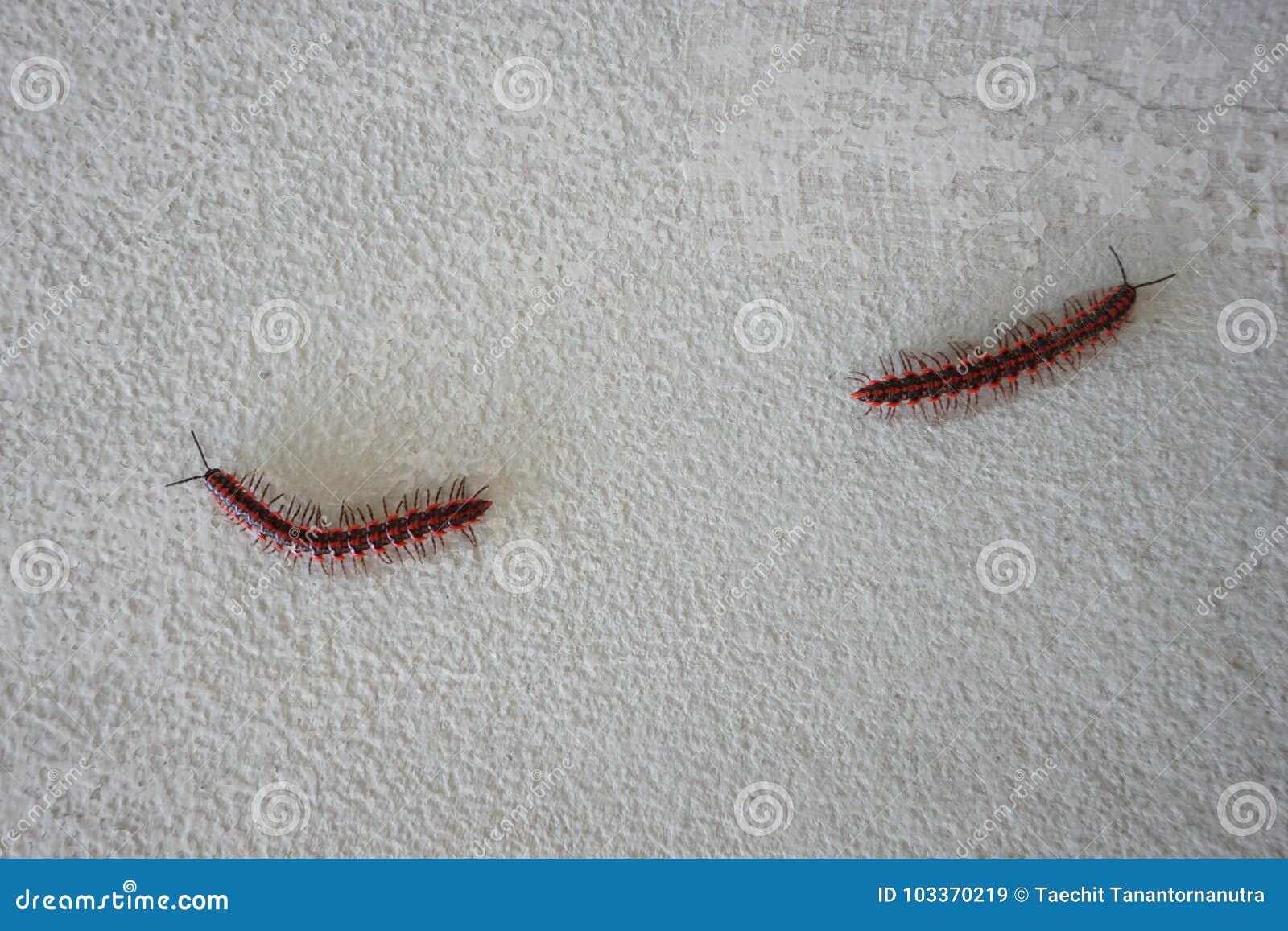 Red Centipedes insect stock image. Image of natural - 103370219