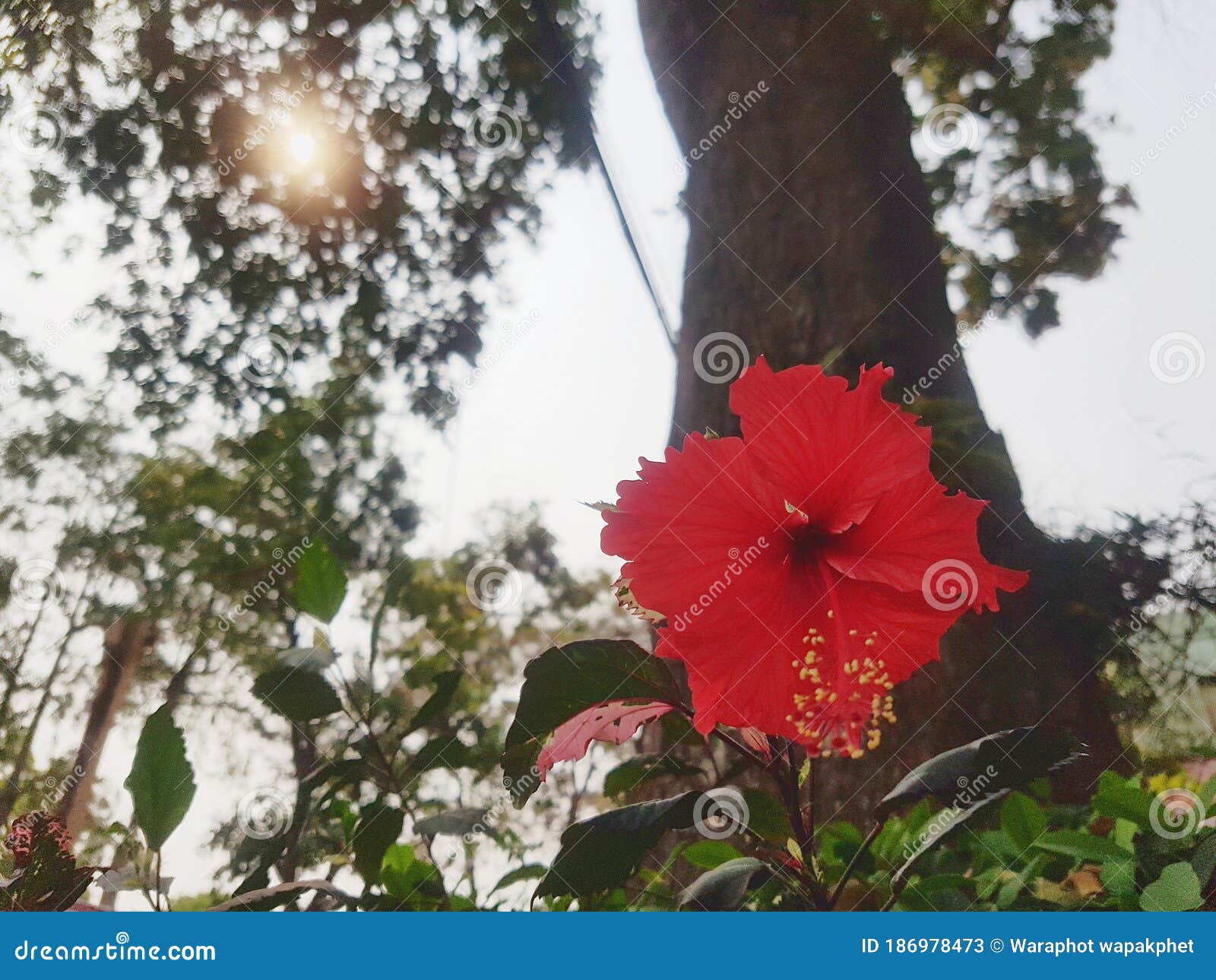 Red Chaba Flower with Tree and Solar Background Stock Image - Image of ...