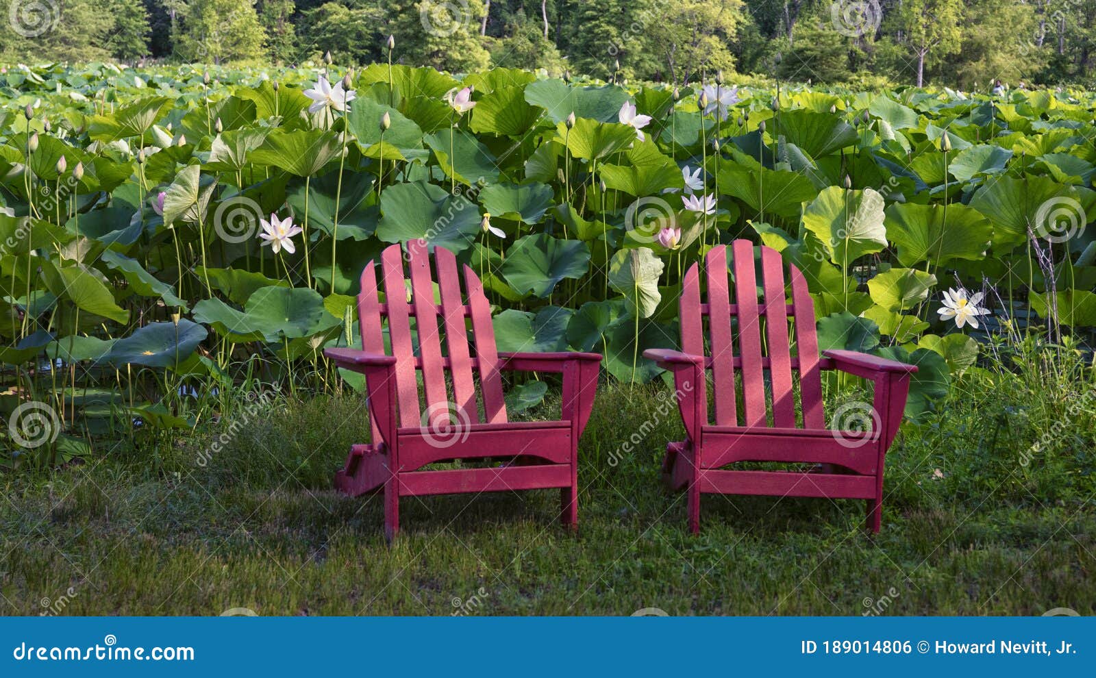 2 Red Chairs in Lotus Flower Field Stock Photo - Image of white, lotus ...