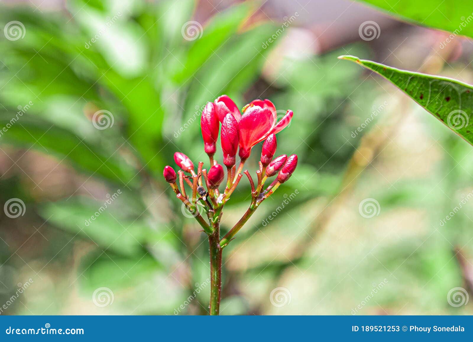 Red champa flower stock image. Image of miracle, land - 189521253