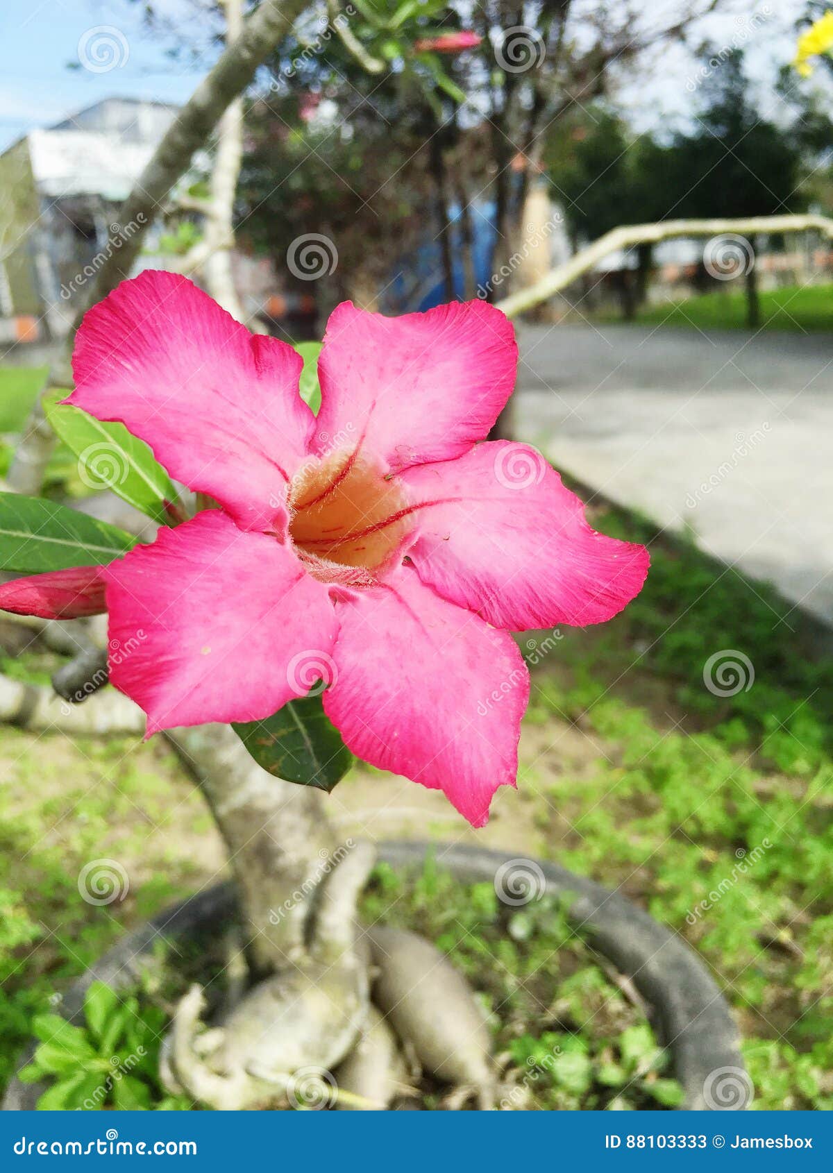 Red Champa Flower in Garden Stock Image - Image of bouquet, blossom ...