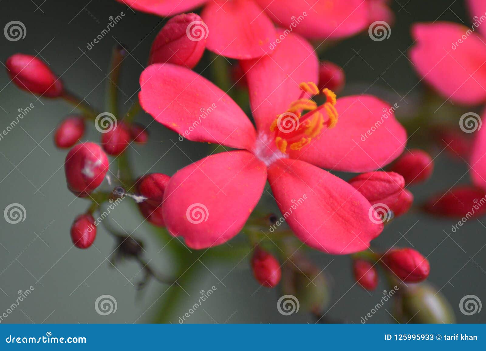Red Champa Local Flower Mew Stock Image - Image of flower, local: 125995933