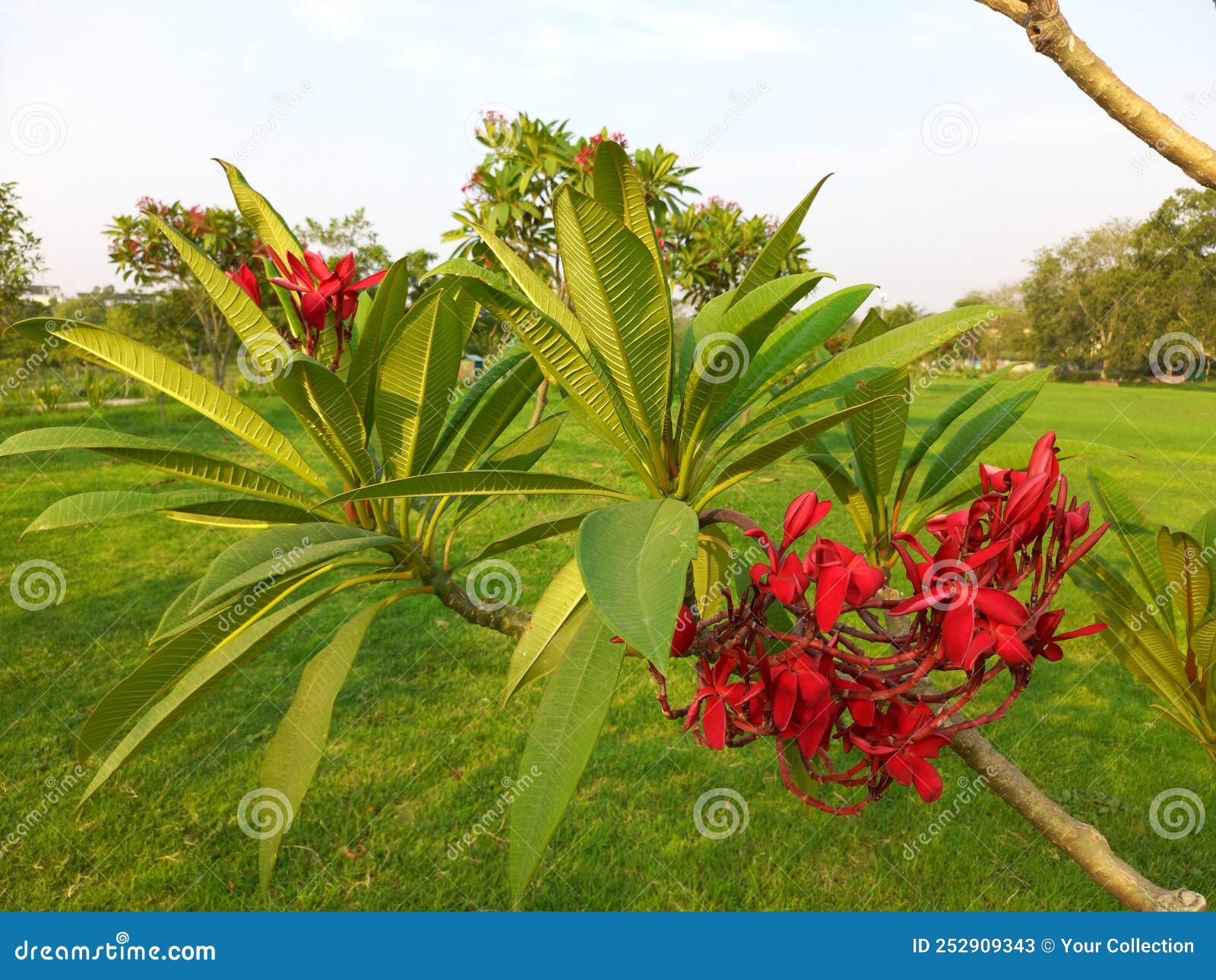 Red champa, stock image. Image of branch, deciduous - 252909343