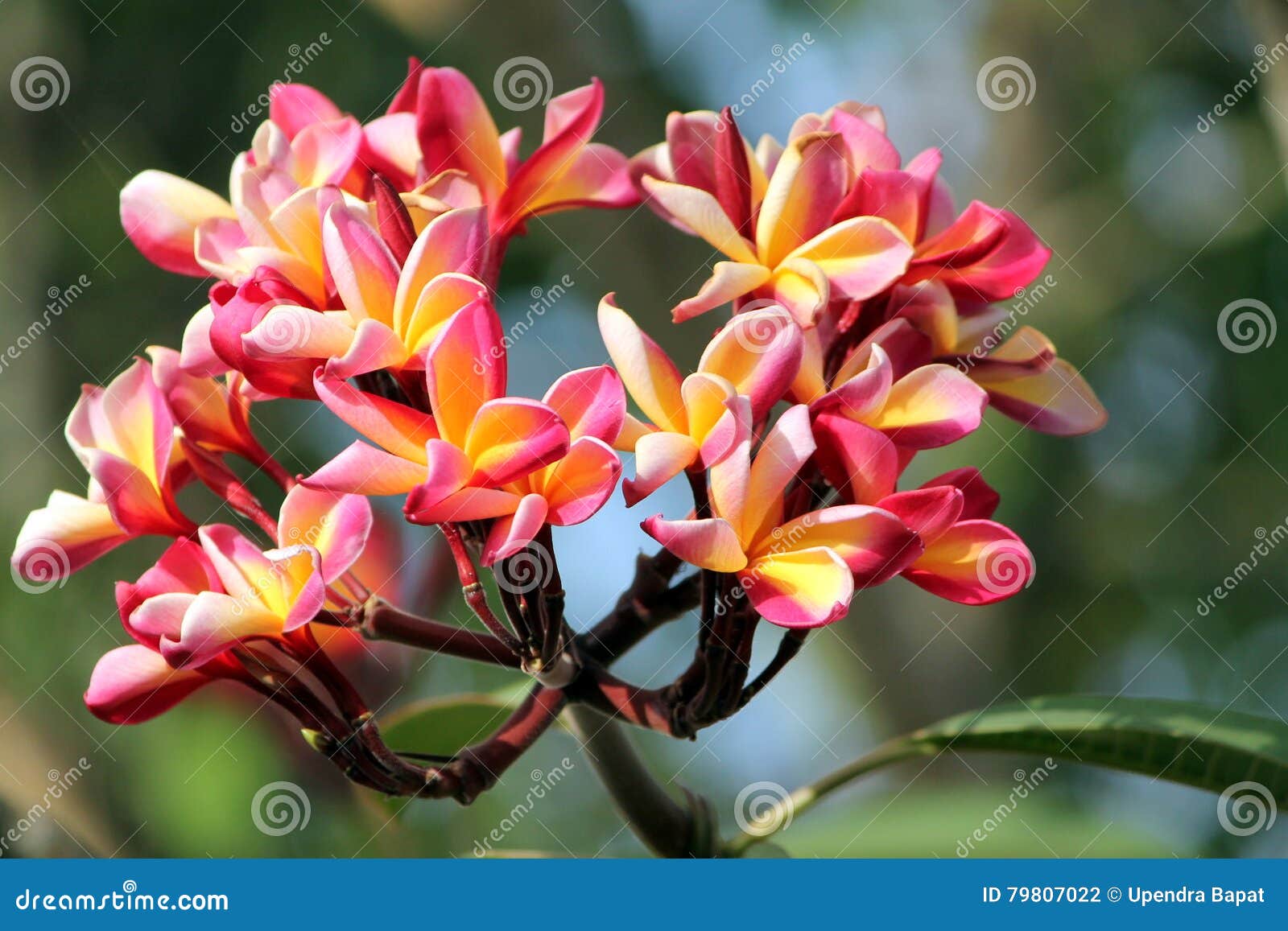 Red Champa - Plumeria stock photo. Image of summer, ratnagiri - 79807022