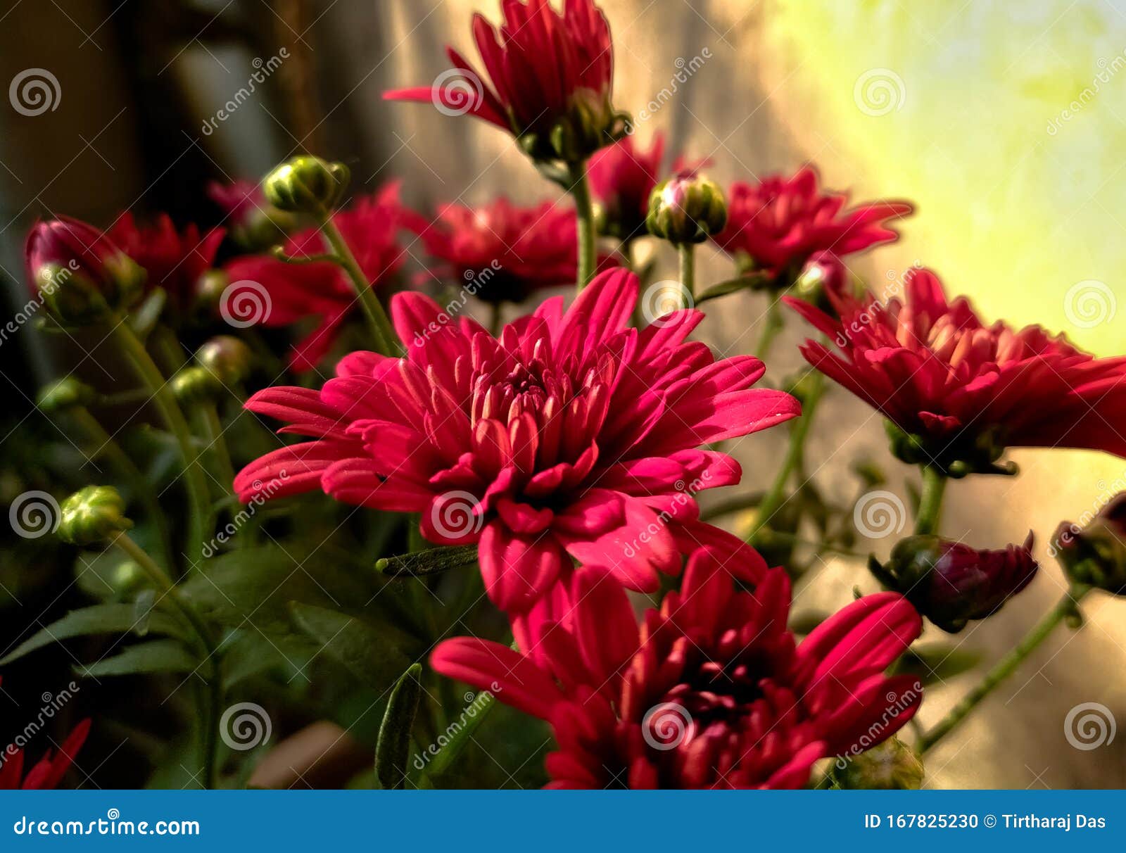 Red Chandramallika Flower in the Garden Stock Photo - Image of seanonal ...