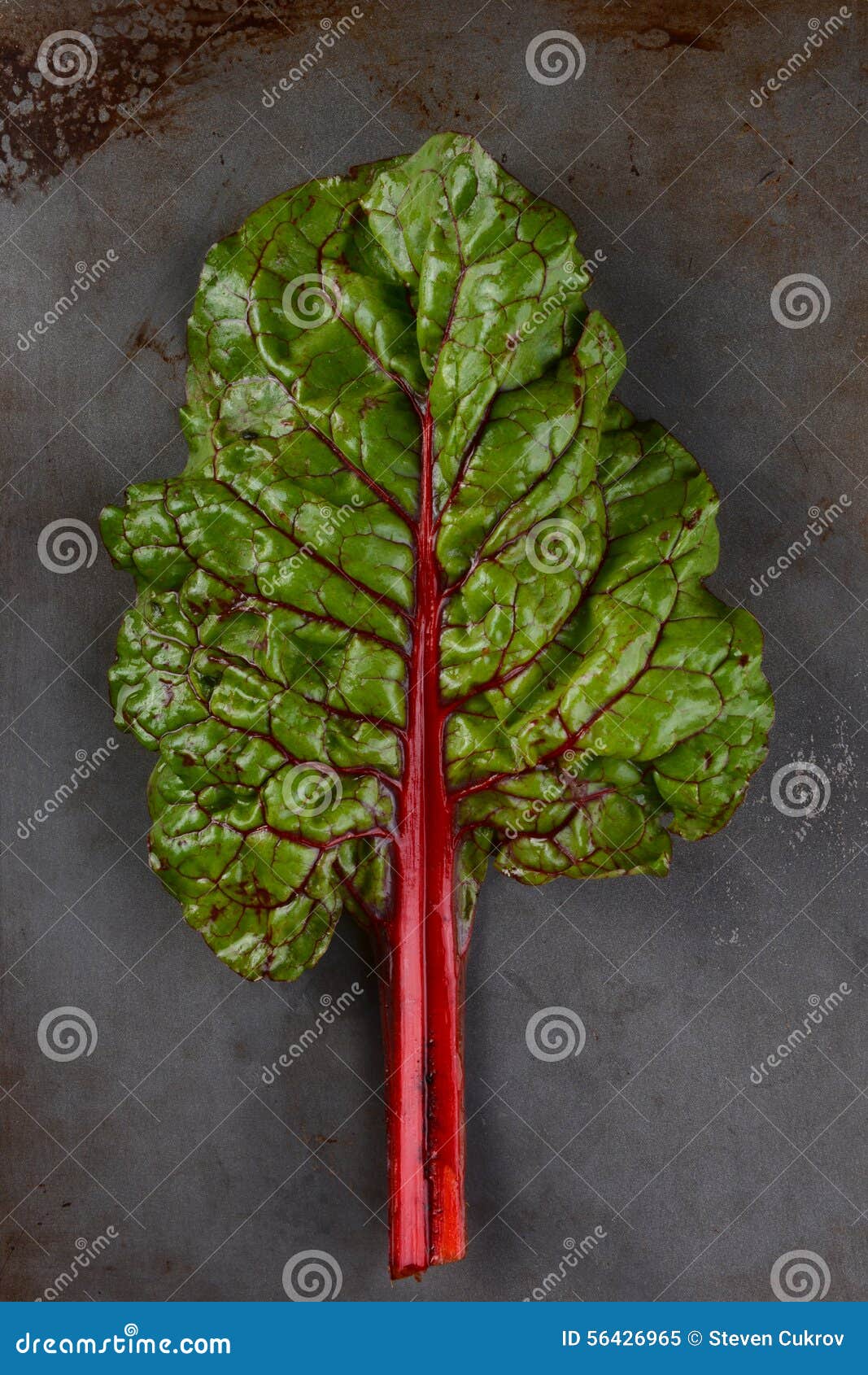 Red Chard Leaf stock image. Image of leaf, closeup, sheet - 56426965