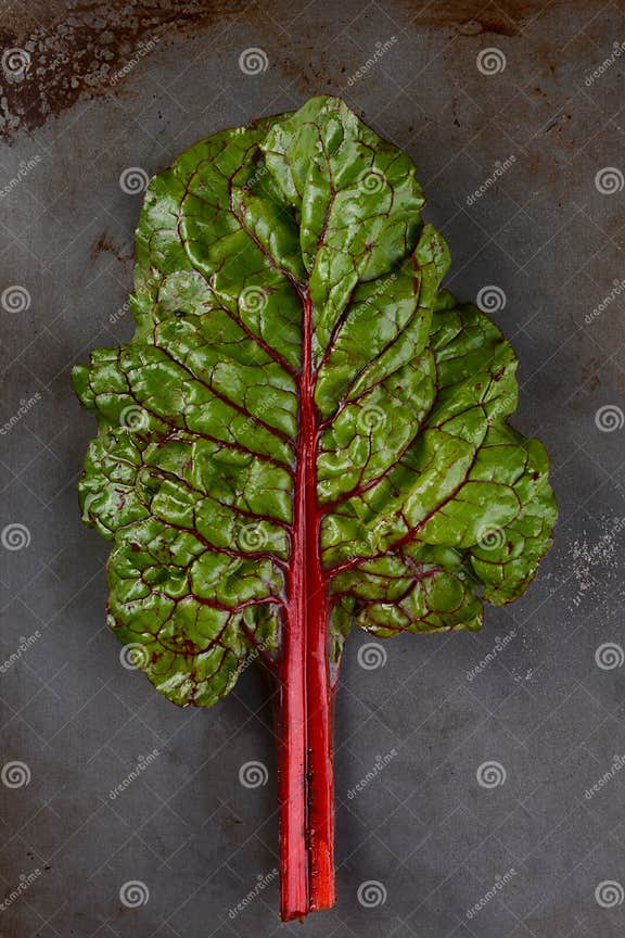Red Chard Leaf stock image. Image of leaf, closeup, sheet - 56426965