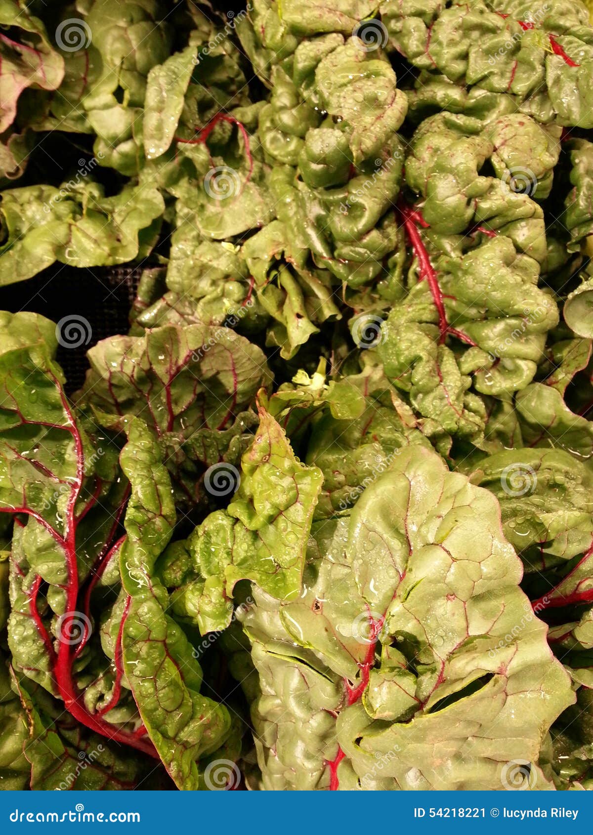 Red chard stock image. Image of display, leaves, chard - 54218221