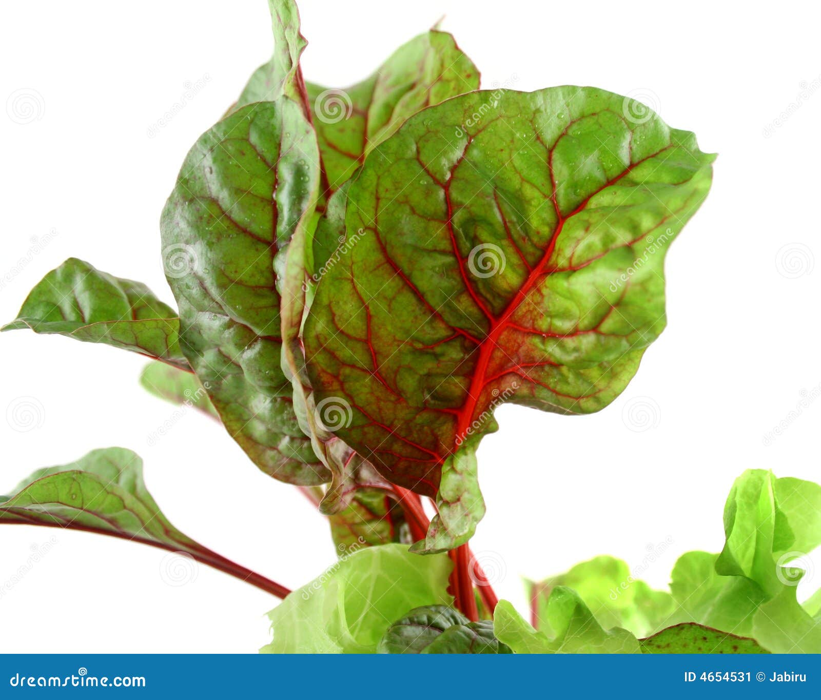 Red Chard Lettuce stock image. Image of delicious, calorie - 4654531