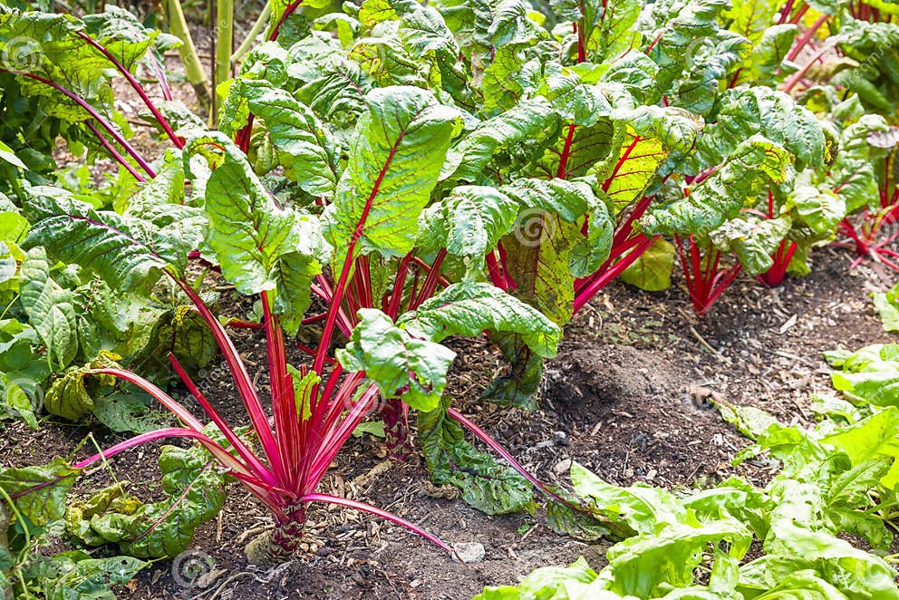Red Chard (rhubarb Chard) Growing in a Vegetable Garden, UK Stock Photo ...
