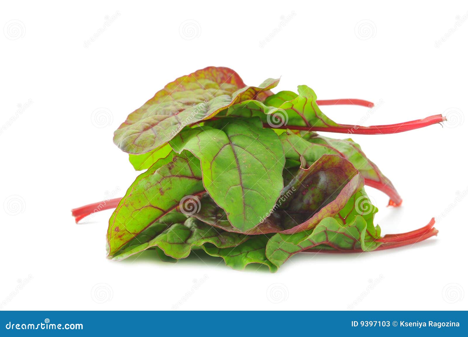 Red Chard salad leaves stock image. Image of garden, mangold - 9397103