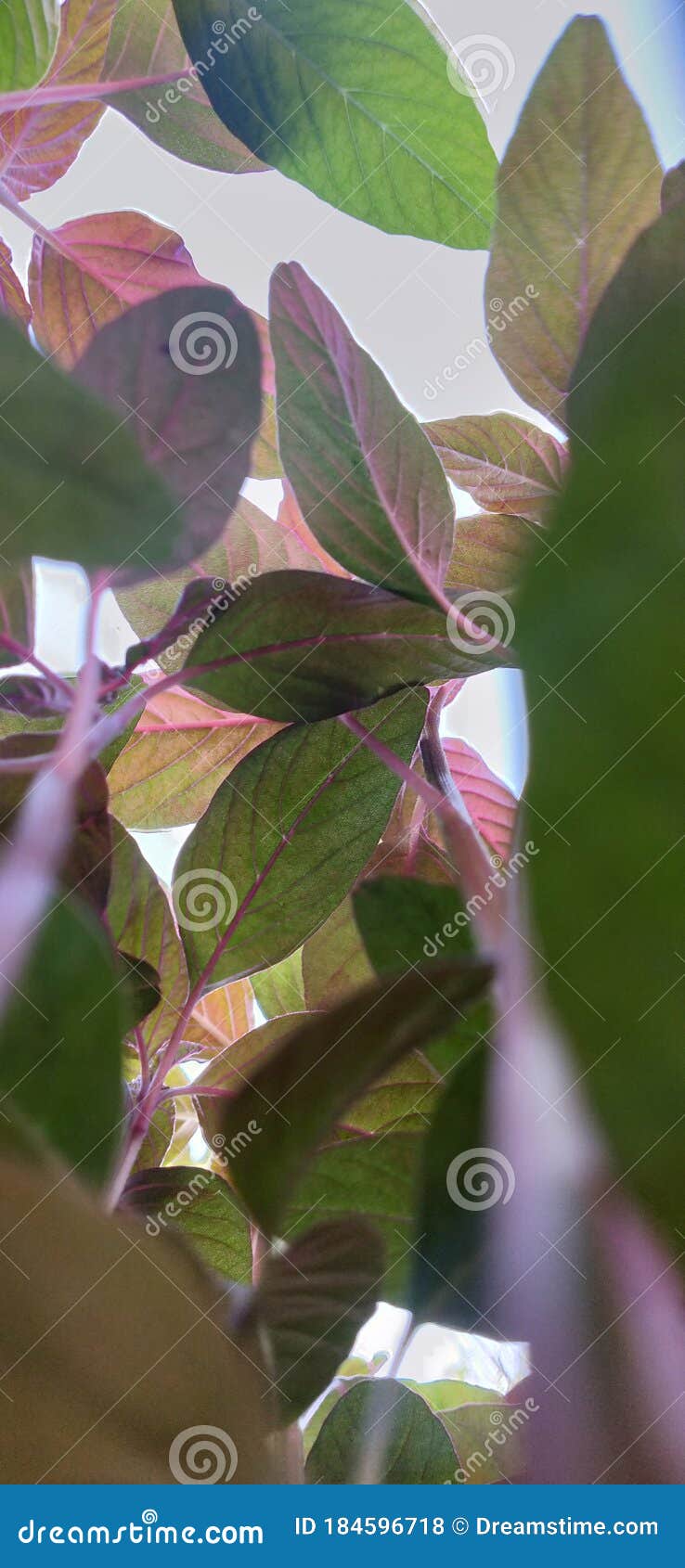 Red Chawli Leaves Vegetable Stock Photo - Image of leaf, nature: 184596718