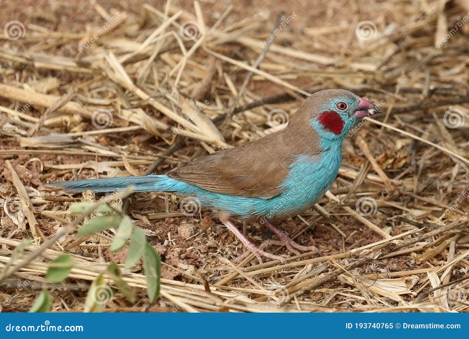 Red-cheeked Cordon Bleu Royalty-Free Stock Photography | CartoonDealer ...