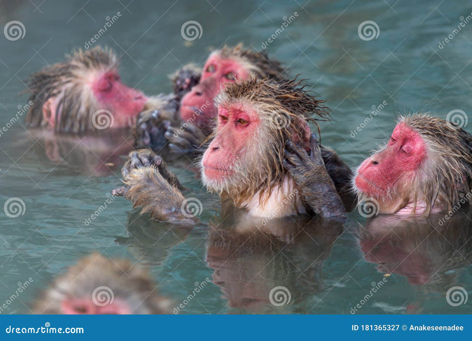 Red-cheeked Monkey in a Hot Spring in Japan Stock Image - Image of ...