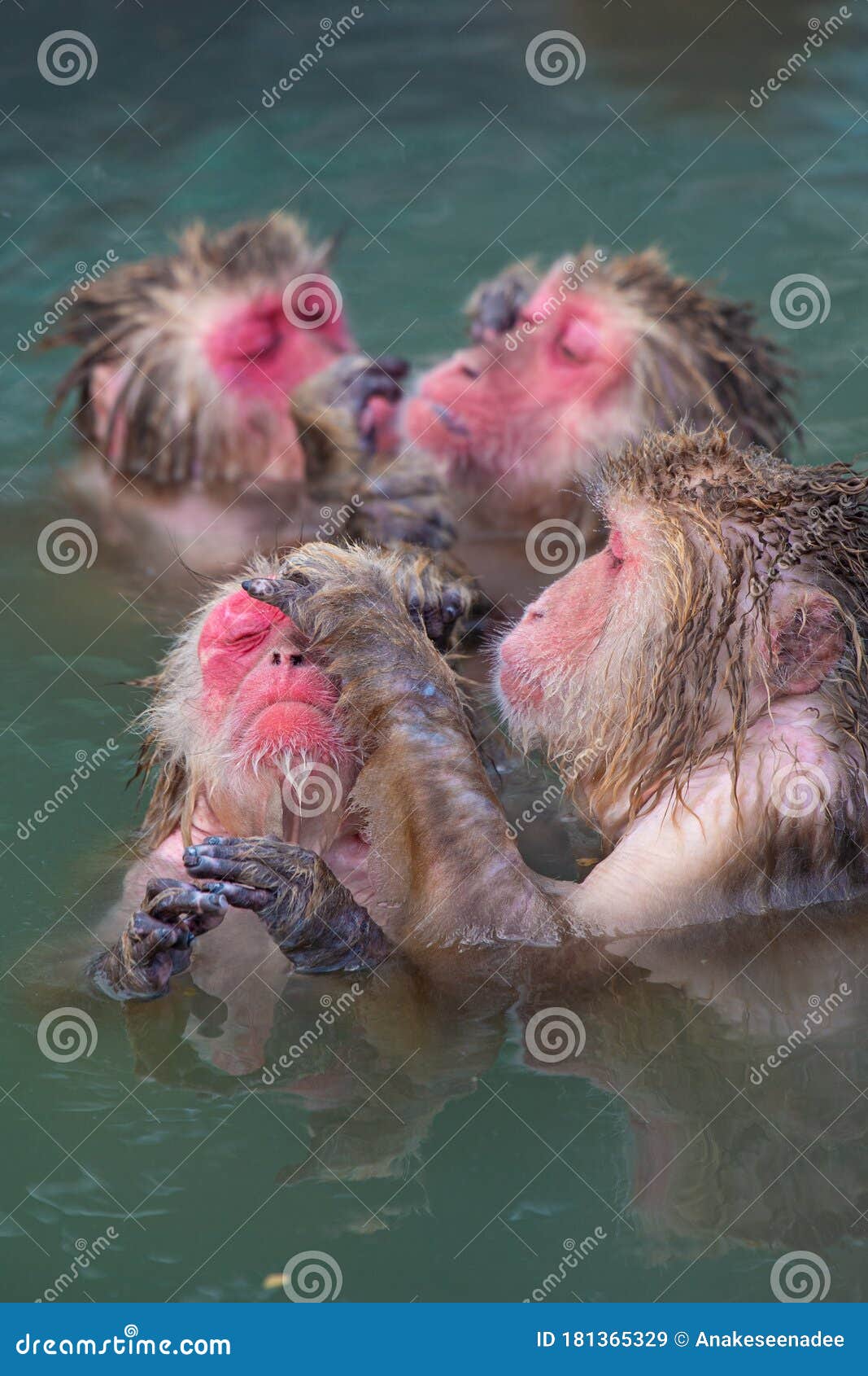 Red-cheeked Monkey in a Hot Spring in Japan Stock Image - Image of face ...