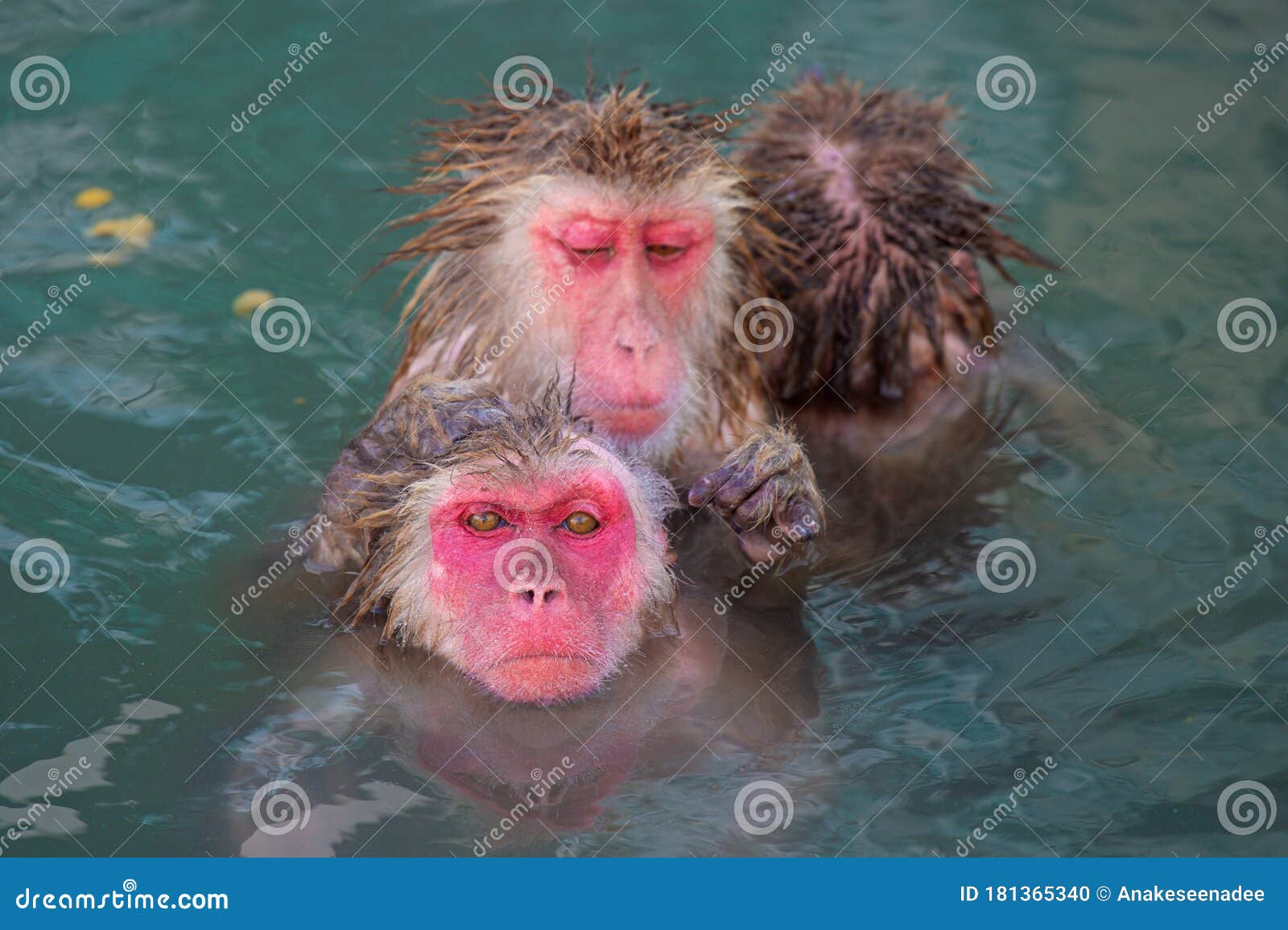 Red-cheeked Monkey in a Hot Spring in Japan Stock Photo - Image of ...