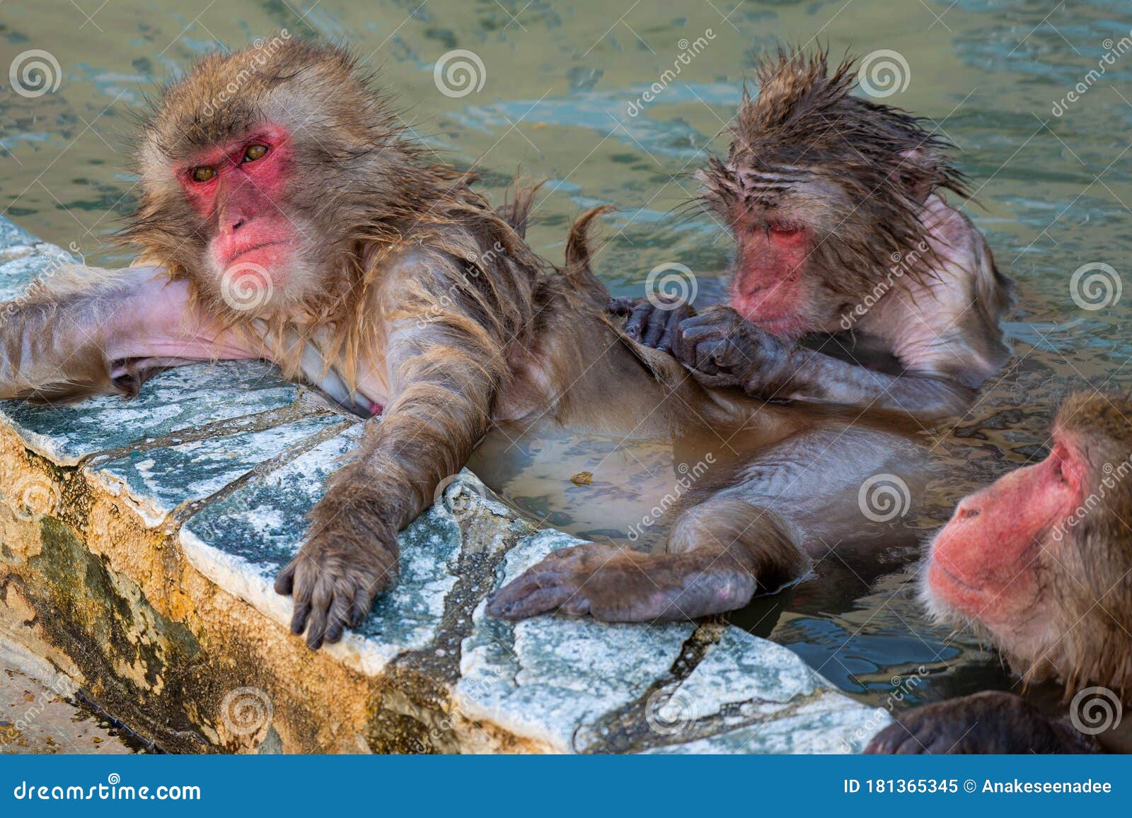 Red-cheeked Monkey in a Hot Spring in Japan Stock Image - Image of ...