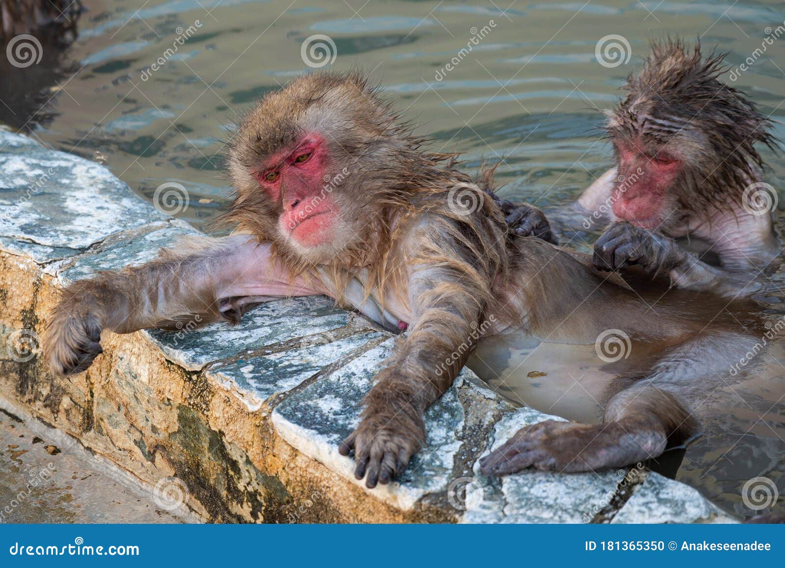Red-cheeked Monkey in a Hot Spring in Japan Stock Photo - Image of ...