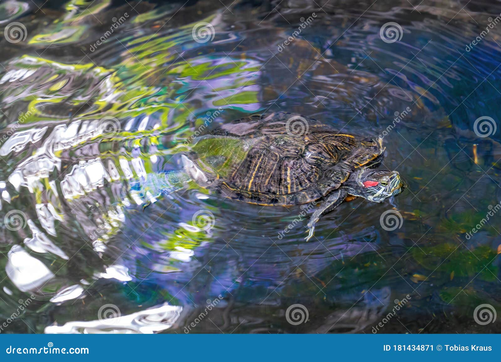 A Red-cheeked Turtle Swims in the Water Stock Image - Image of alone ...