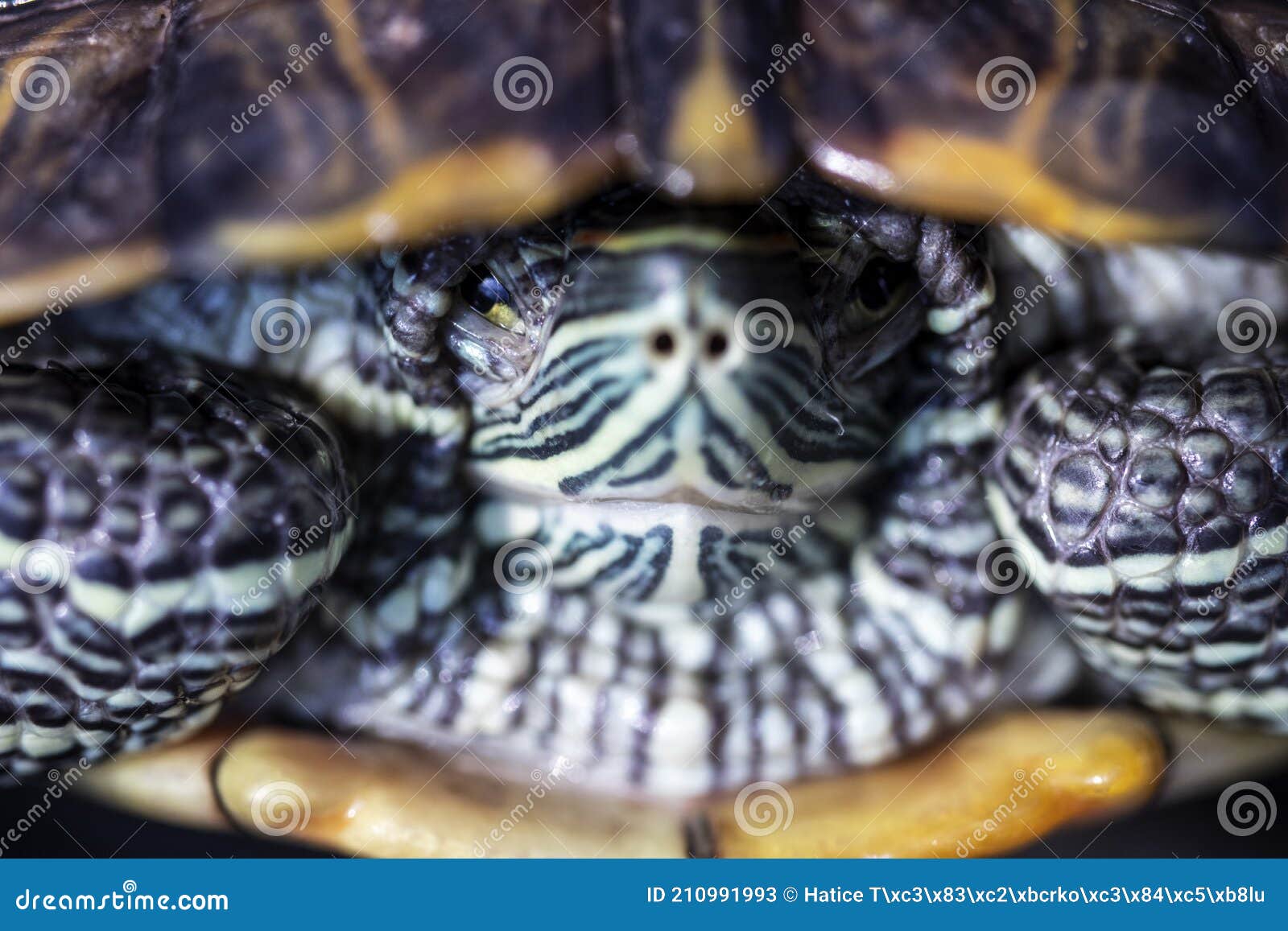 Red-cheeked Water Turtle, Macro Photo. Close Up Stock Image - Image of ...