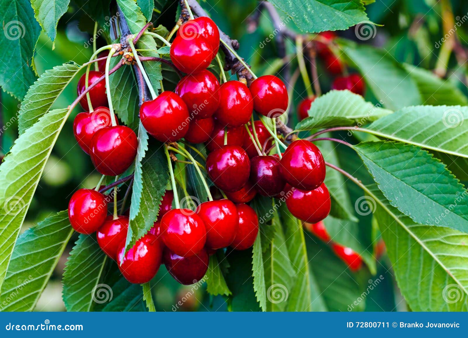 Red cherrie tree stock image. Image of bunch, fruiting - 72800711