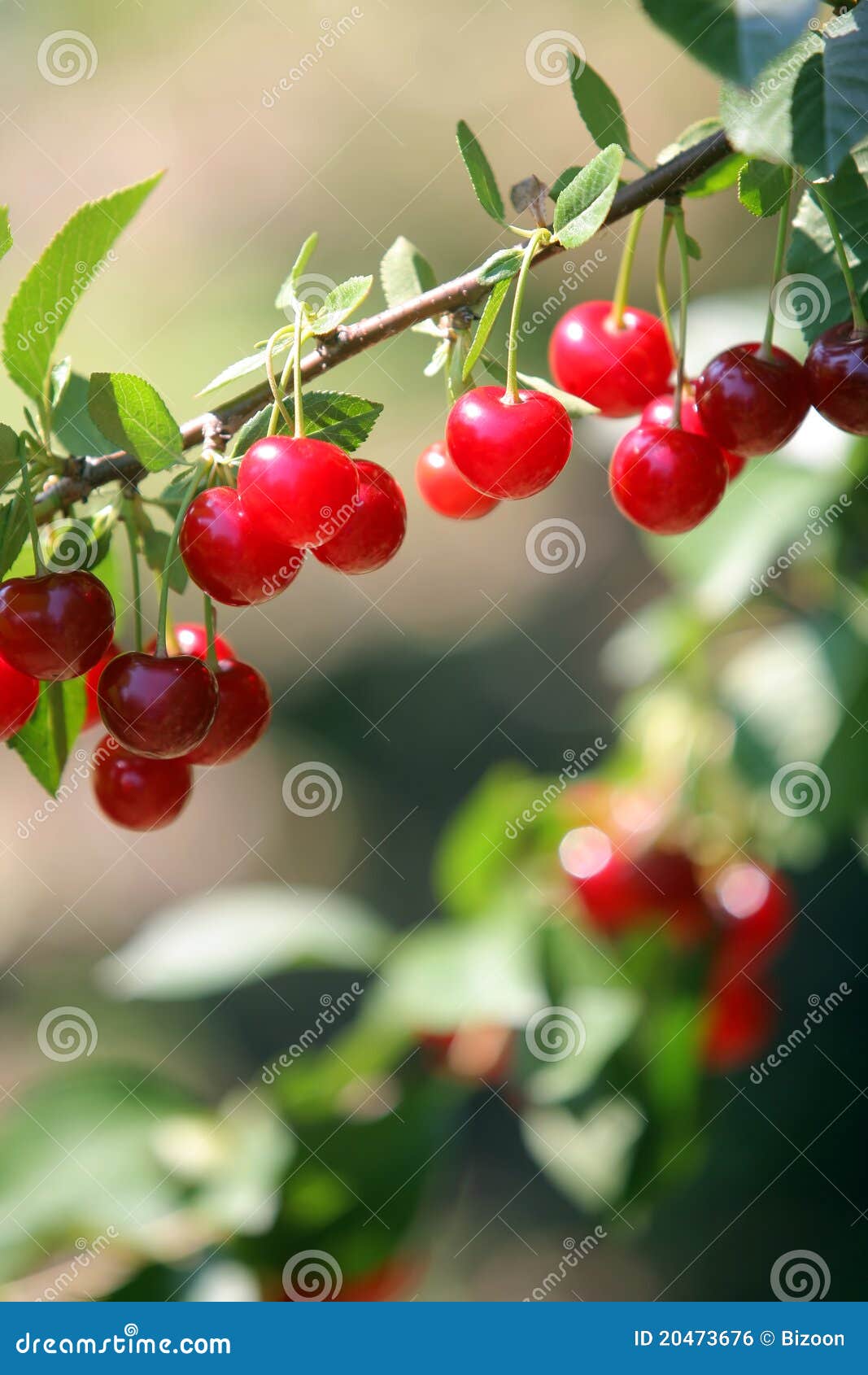 Red cherries stock photo. Image of summer, leaves, fruits - 20473676