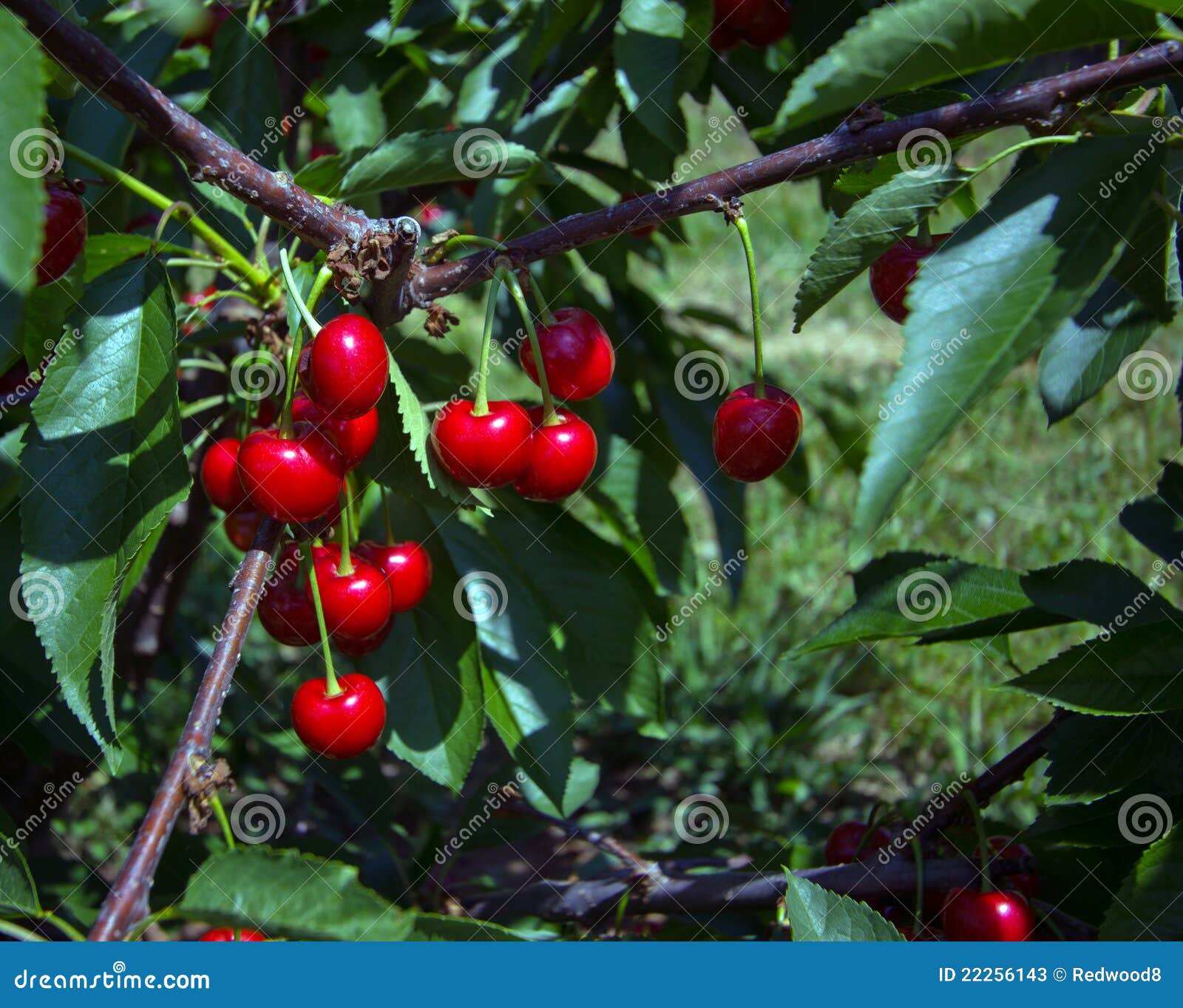 Red Cherries stock image. Image of stem, cherry, picking - 22256143