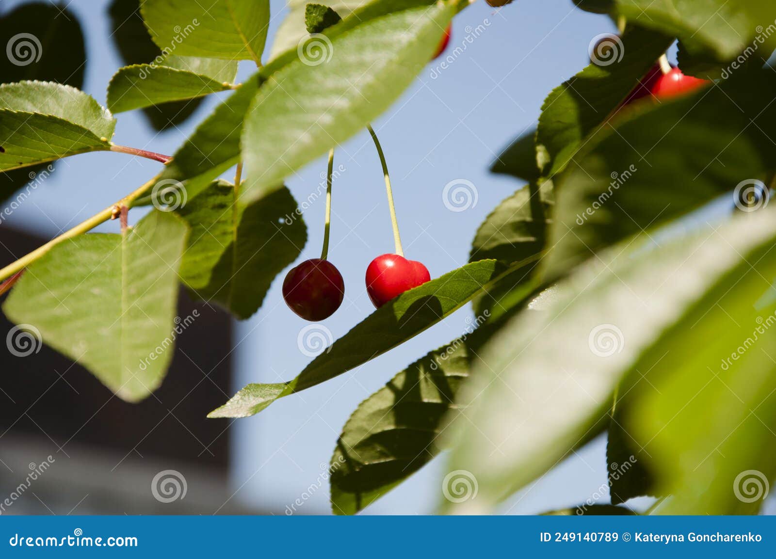 Red Cherries Berries Ripening on Fruit Cherry Tree Branch in Orchard ...