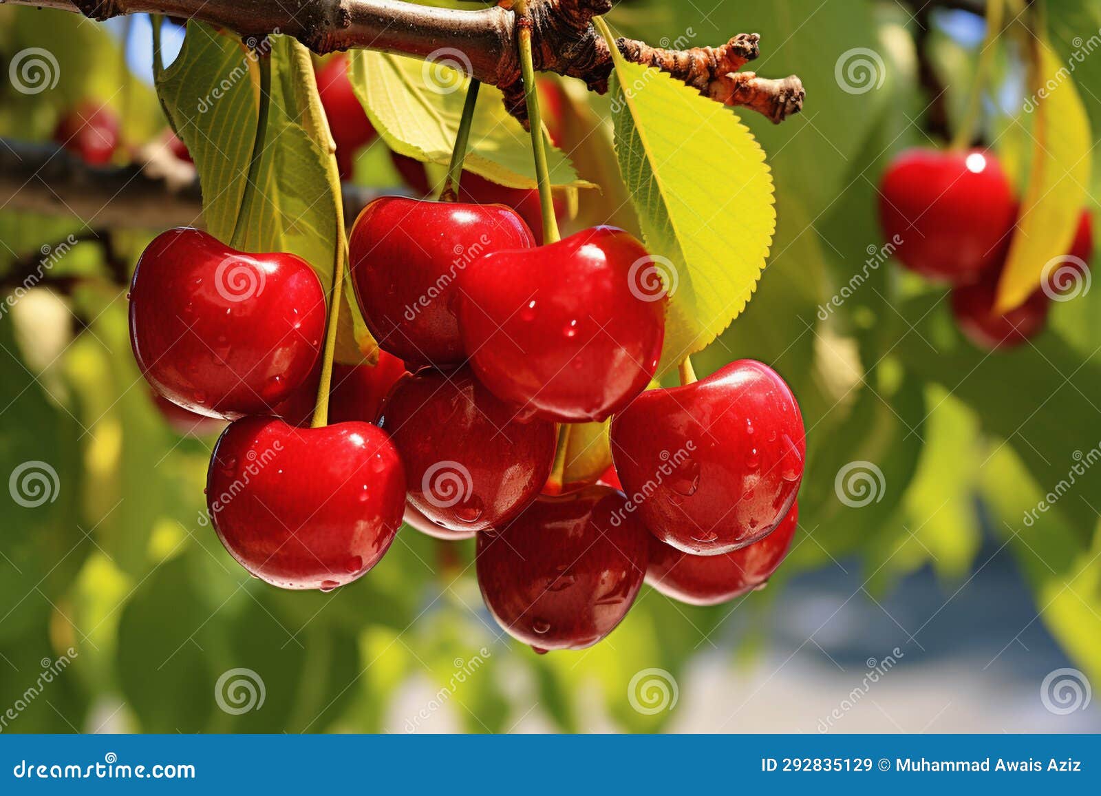 Red Cherries on a Branch of Cherry Tree in the Orchard - Ai Generated ...