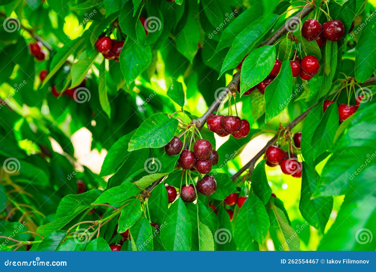 Red Cherries Growing On Cherry Tree Stock Image Image Of Color